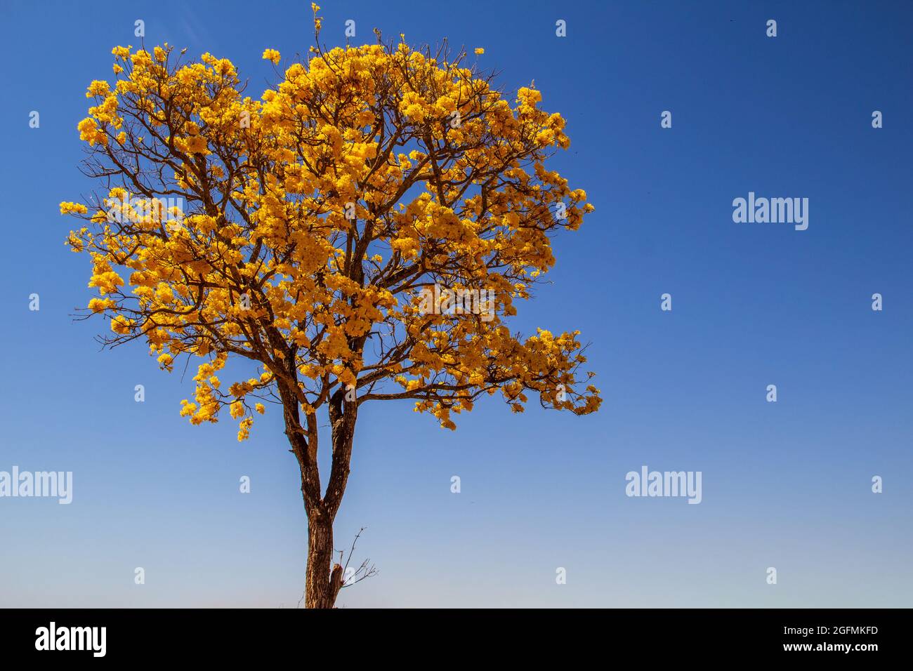 Yellow ipê, a typical Brazilian cerrado tree. Handroanthus albus Stock ...