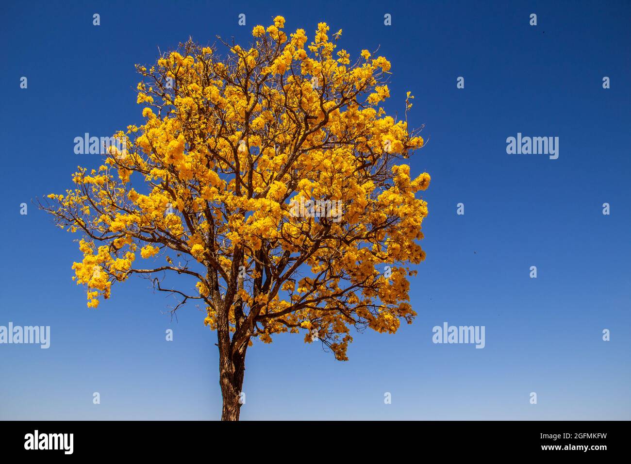 Yellow ipê, a typical Brazilian cerrado tree. Handroanthus albus Stock ...