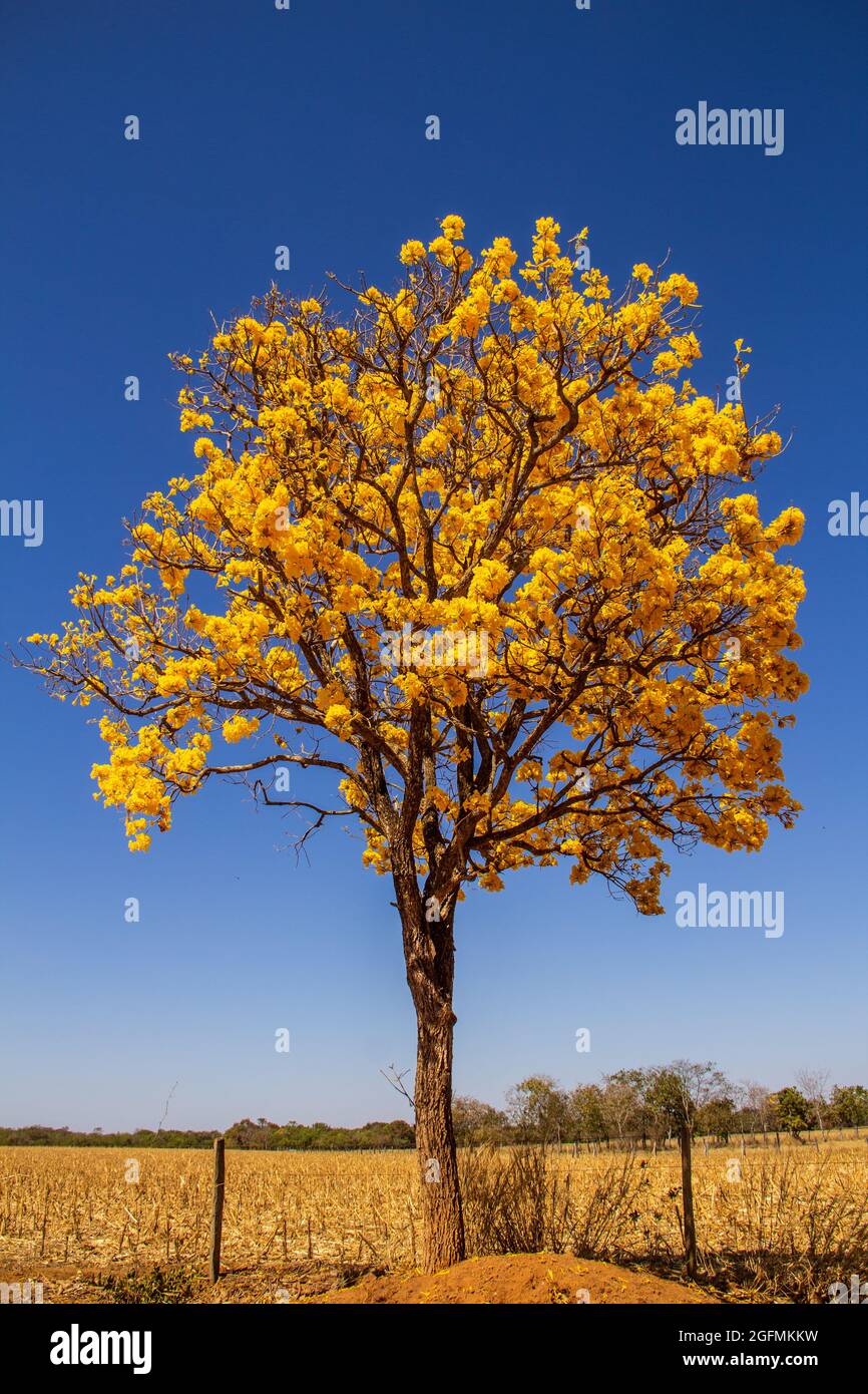 A yellow flowering ipe on the side of a road in the state of Goiás ...