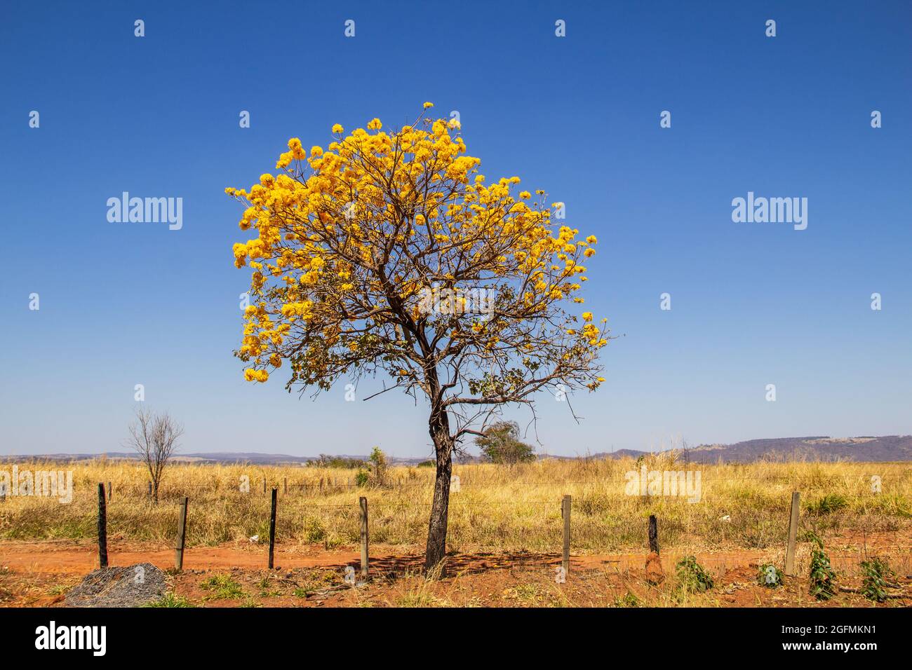 A yellow flowering ipe on the side of a road in the state of Goiás ...