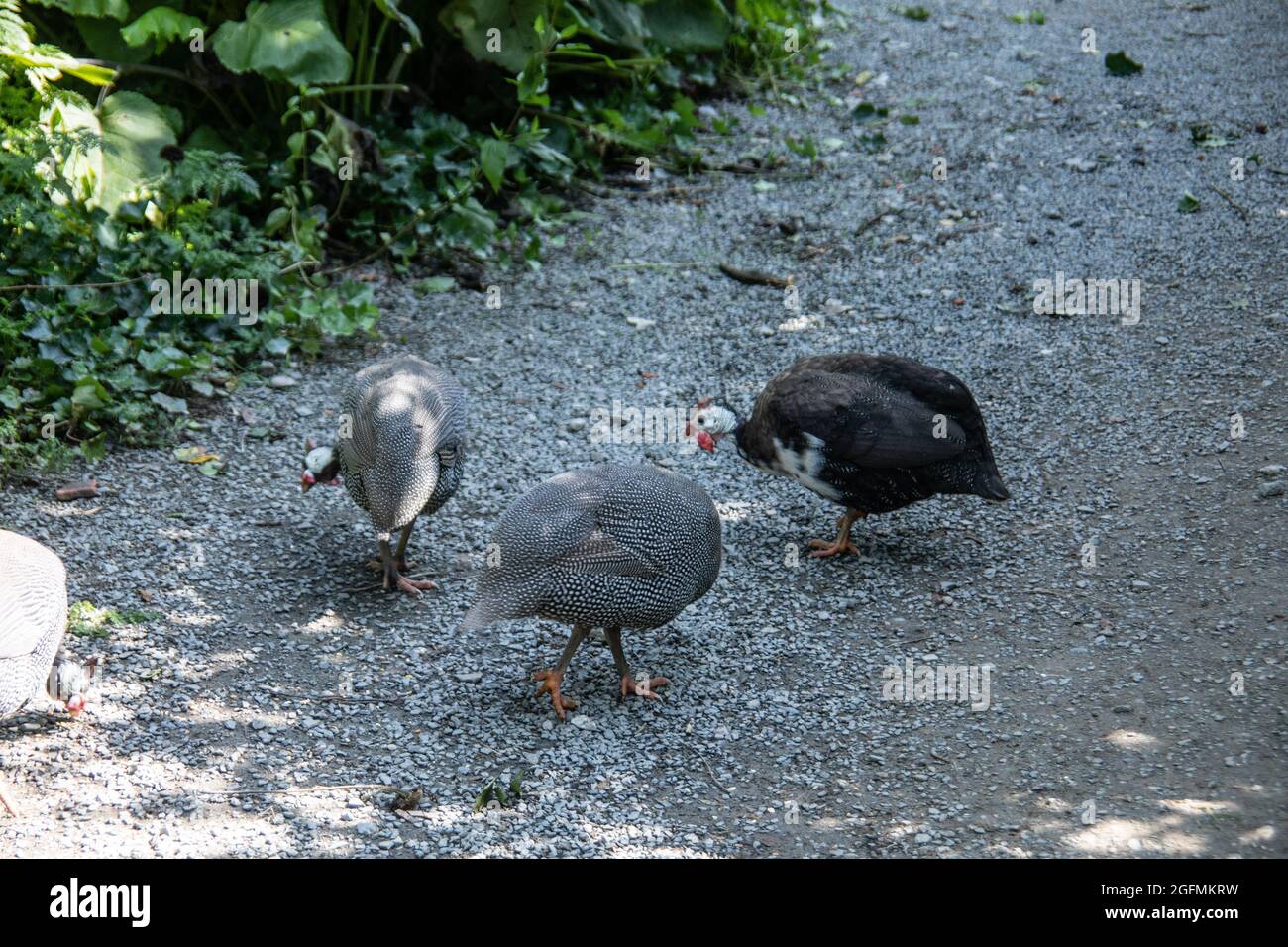 Guinea fowl and peacock run around pecking food Stock Photo - Alamy