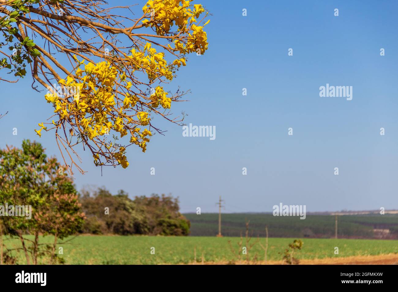 A flowering branch of yellow ipe with a landscape of Goiás in the ...