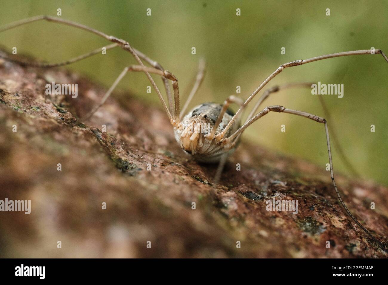 Brunswick, Germany. 21st June, 2021. A spider of the Opiliones variety ...