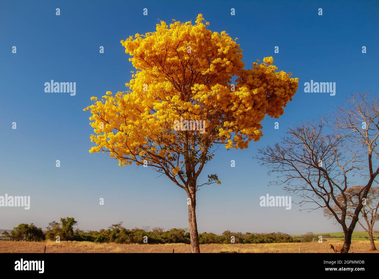 Ipe tree hi-res stock photography and images - Alamy
