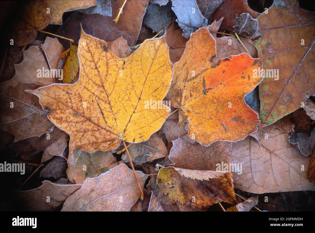 Red edges leaves hi-res stock photography and images - Alamy