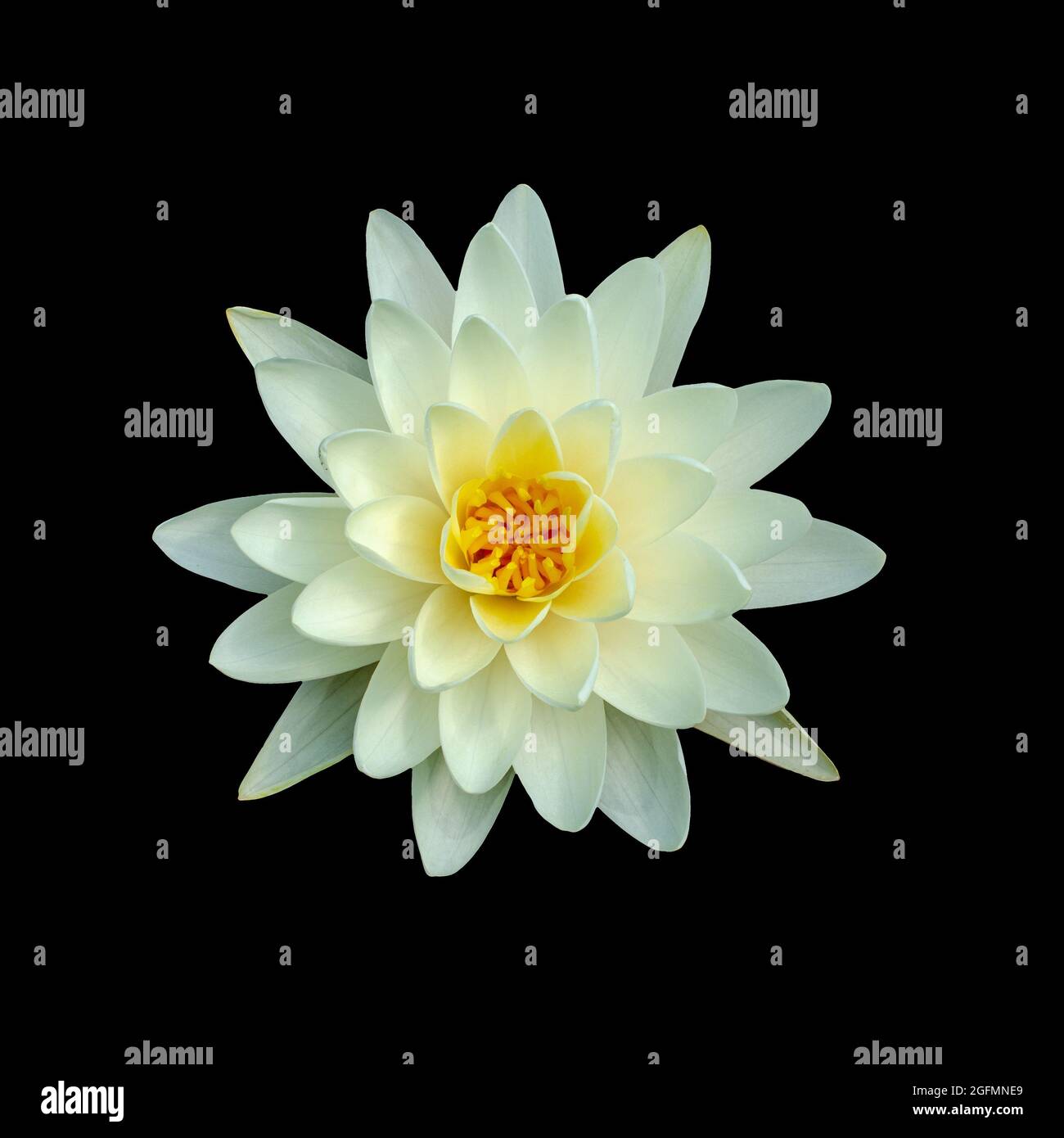 Cut out flower hi-res stock photography and images - Alamy