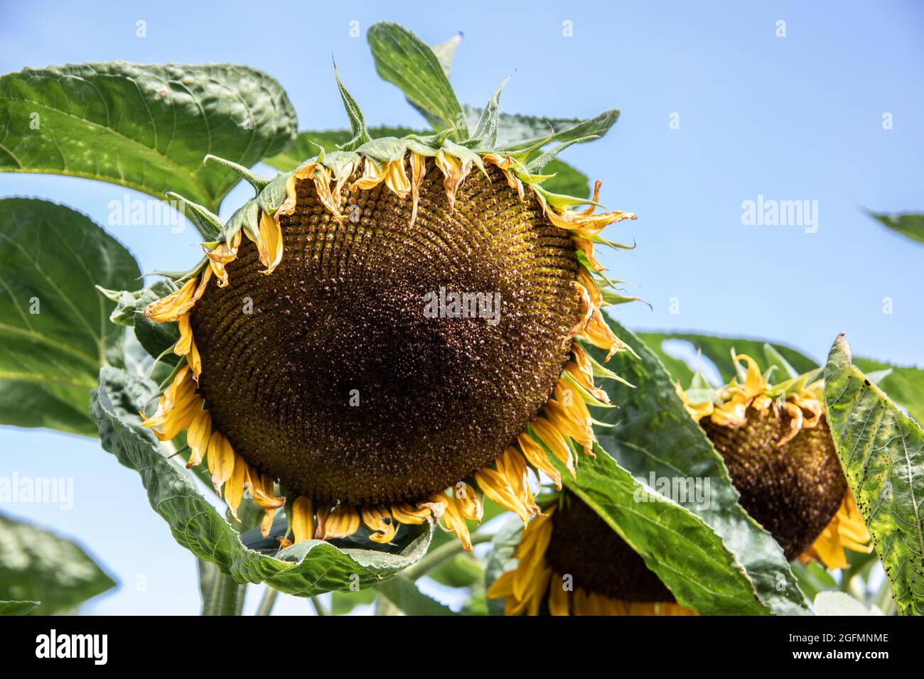 Sunflower with large ripe flowers and seeds Stock Photo - Alamy