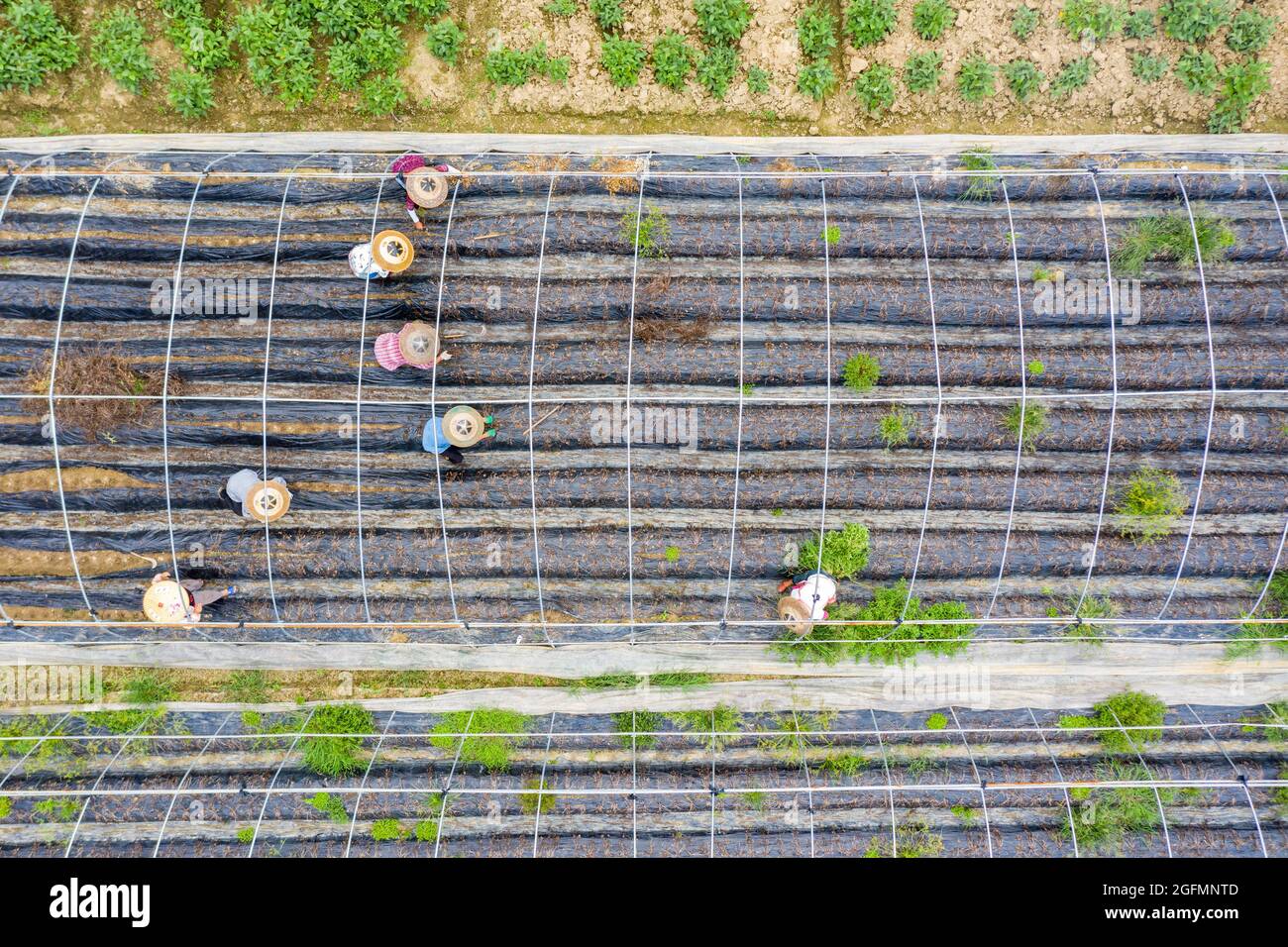 Aerial view of farmers working at a farmland in Tu and Miao autonomous ...