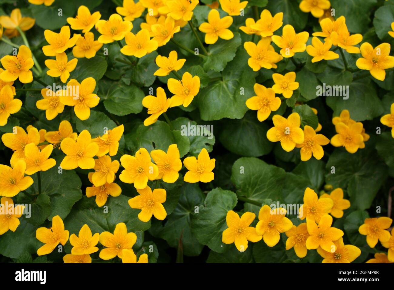 Closeup top view of small yellow Marsh marigold flowers Stock Photo - Alamy