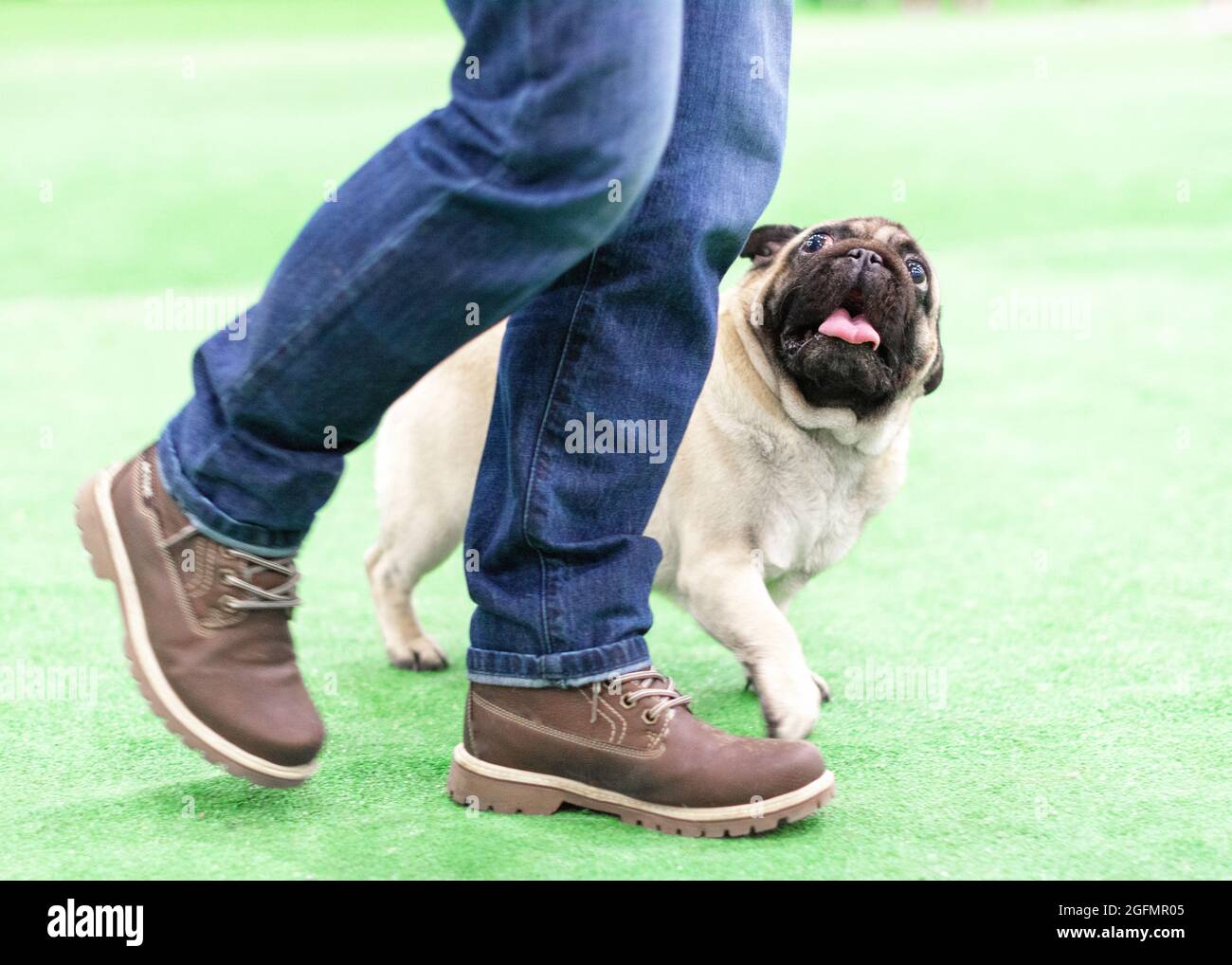 well-mannered dog of bred pug walking next to the owner's feet and ...