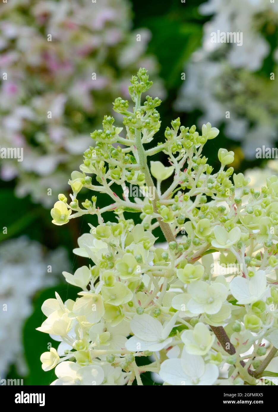 White hydrangeas hi-res stock photography and images - Alamy