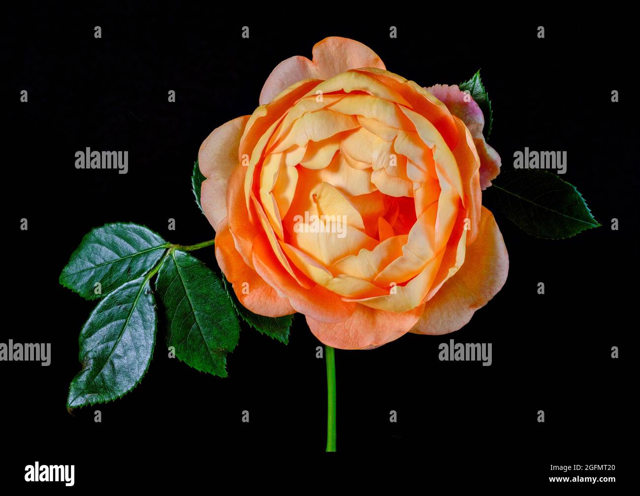 Flower fragrance black roses hi-res stock photography and images - Alamy