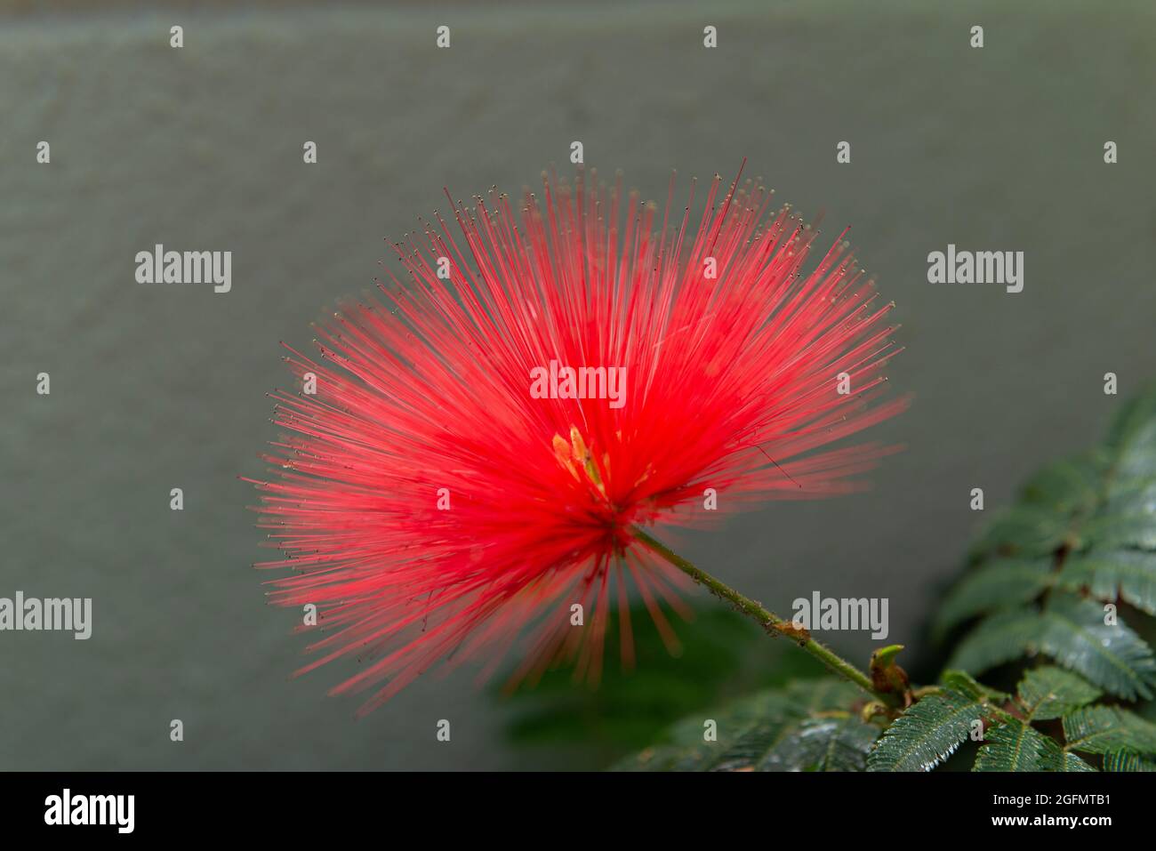 Calliandra harrisii is a species of flowering plants of the genus ...