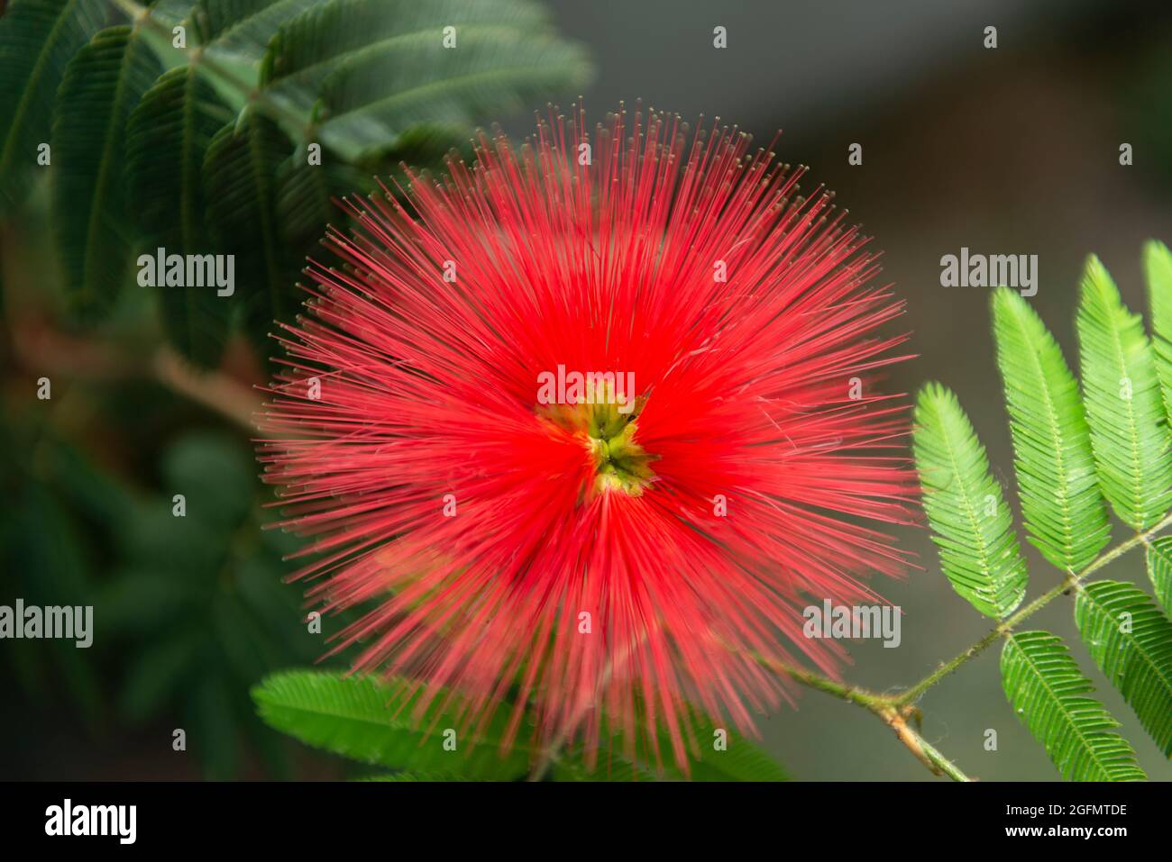 Calliandra harrisii is a species of flowering plants of the genus ...