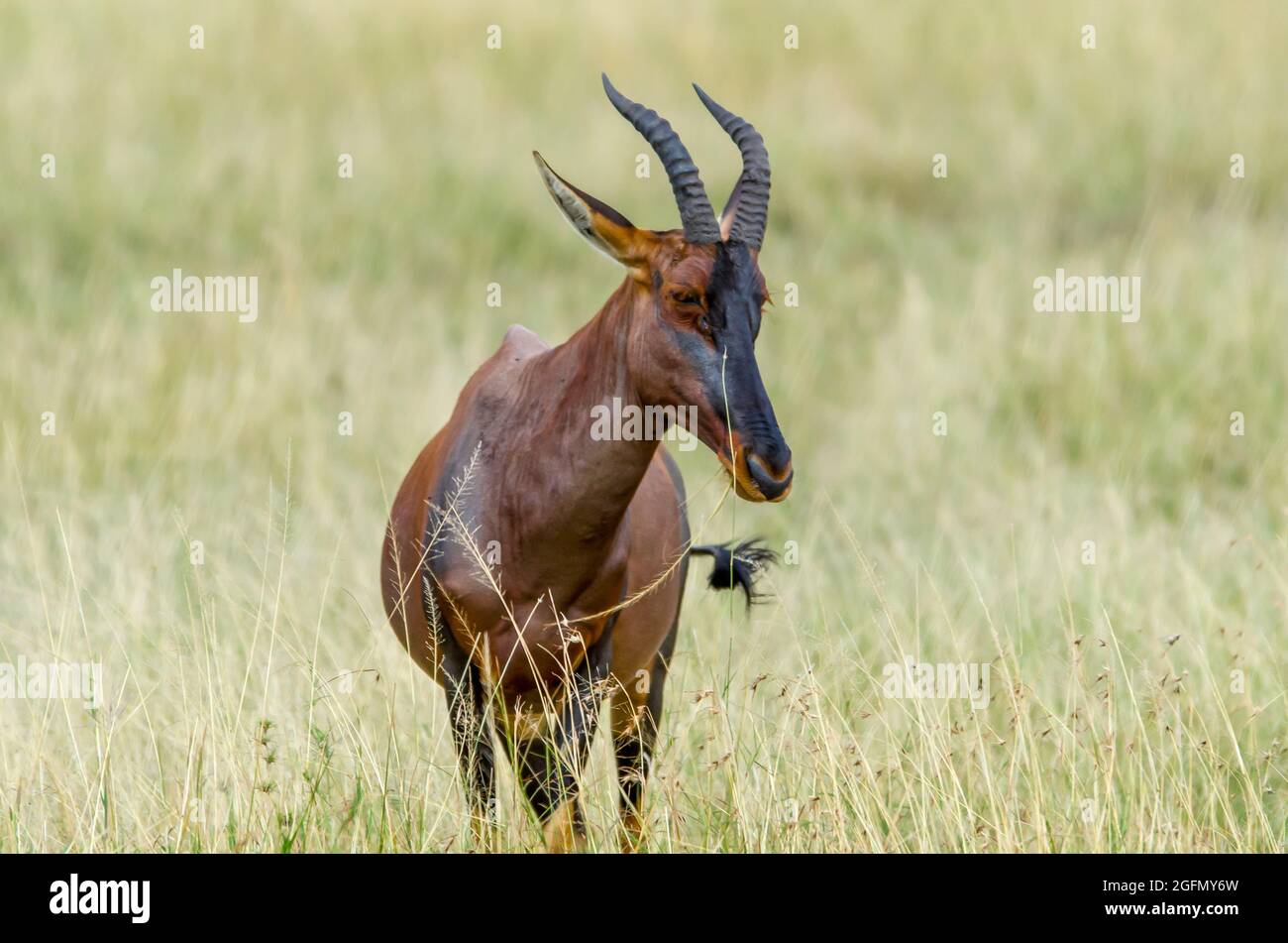 A Topi antelope in the Masai Mara savanna Stock Photo - Alamy