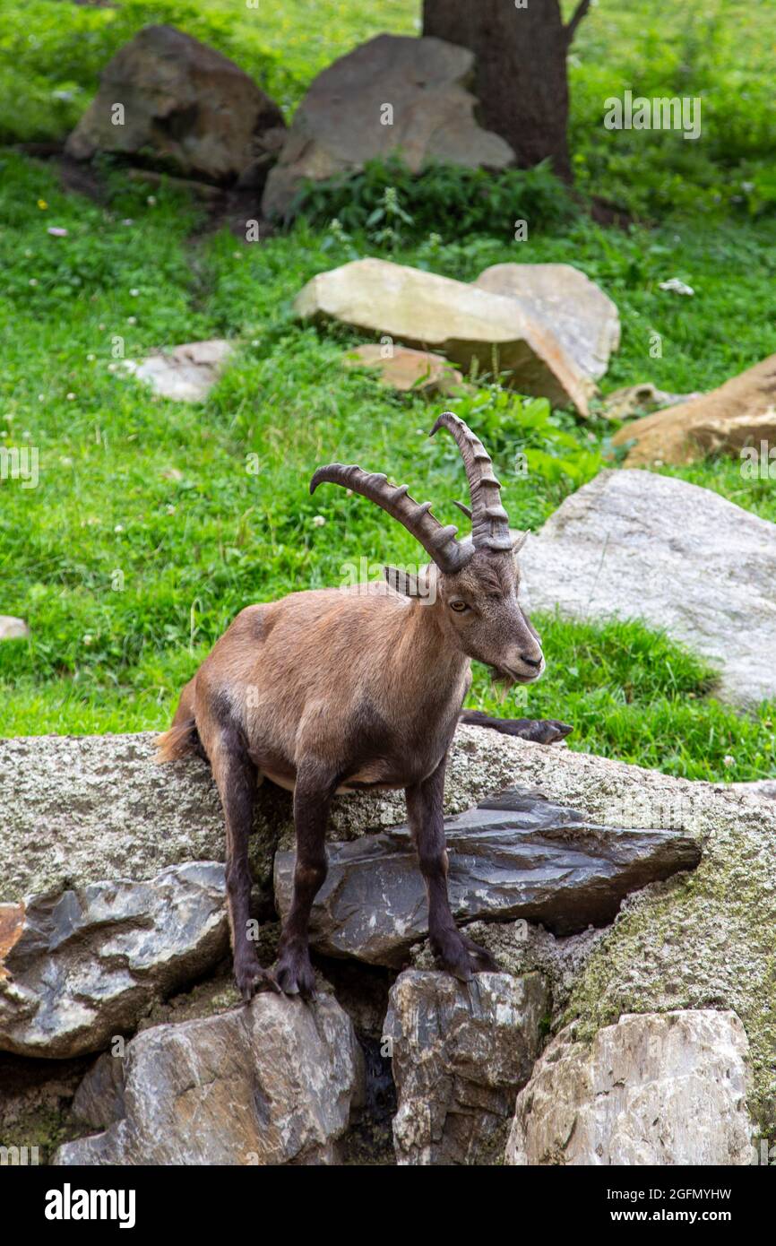 Lying alpine ibex with family Stock Photo - Alamy