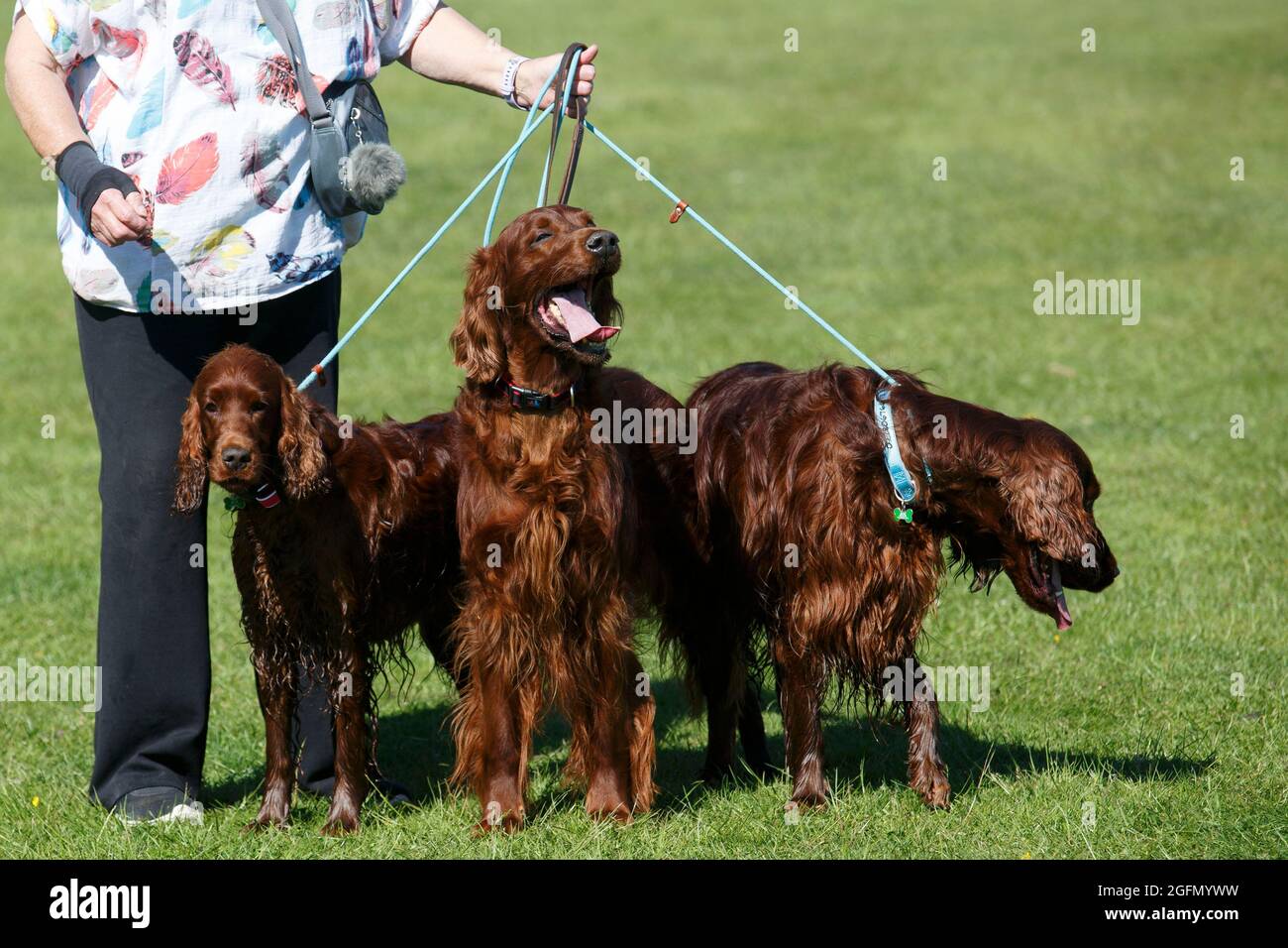 Red setters hi-res stock photography and images - Alamy