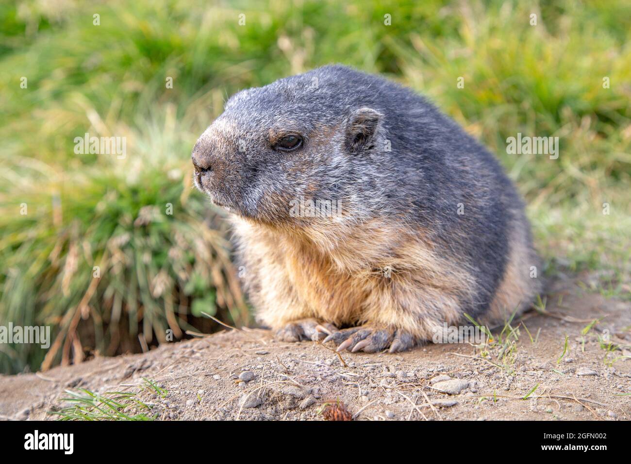 European marmot in mountains grass hi-res stock photography and images ...