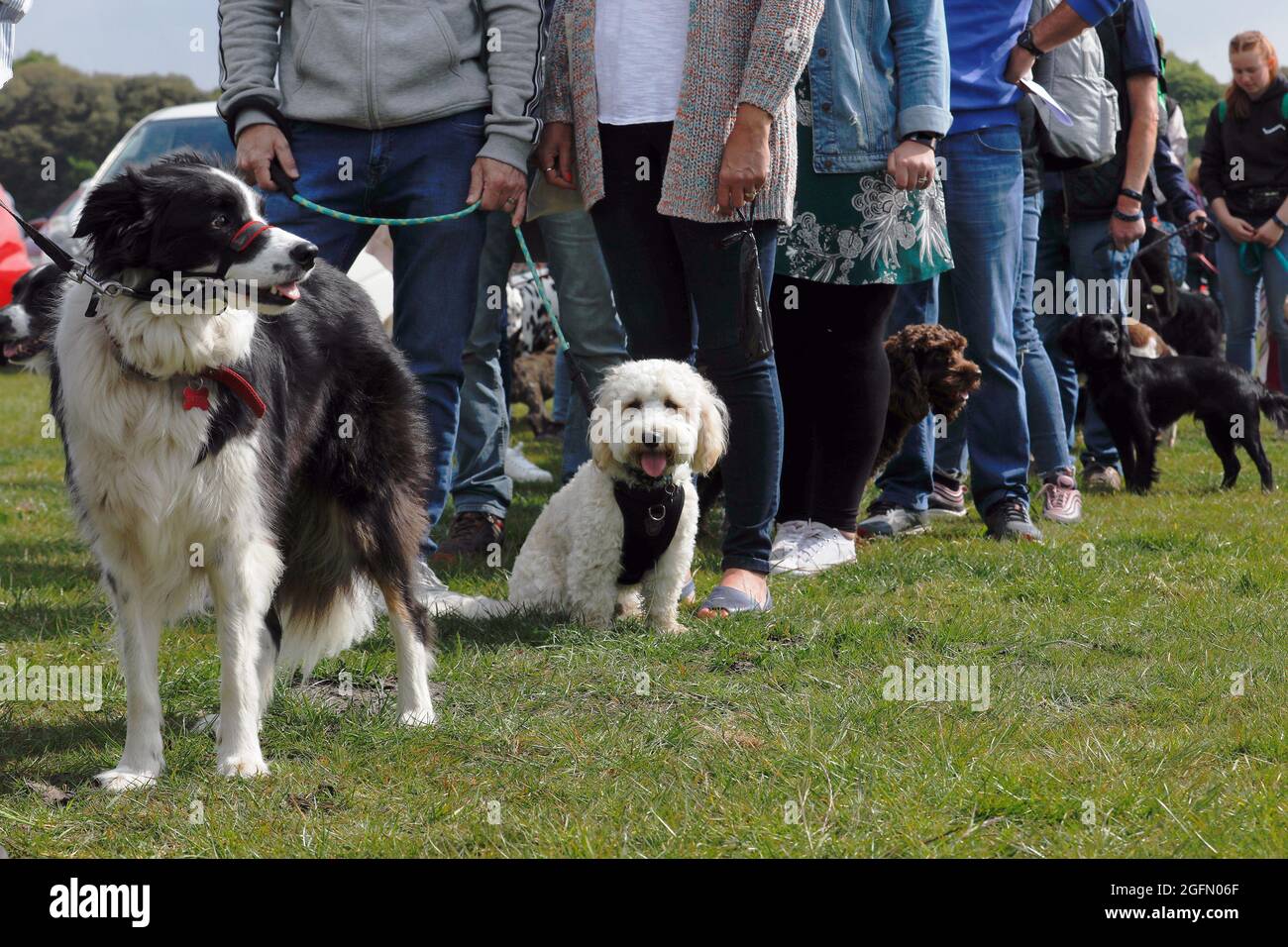 Dogs and their owners queue for entrance to the first Dogstival ...