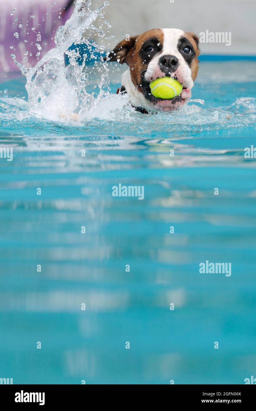 Poppy the boxer dog enjoys plyaing in the pool at the Dogstival ...