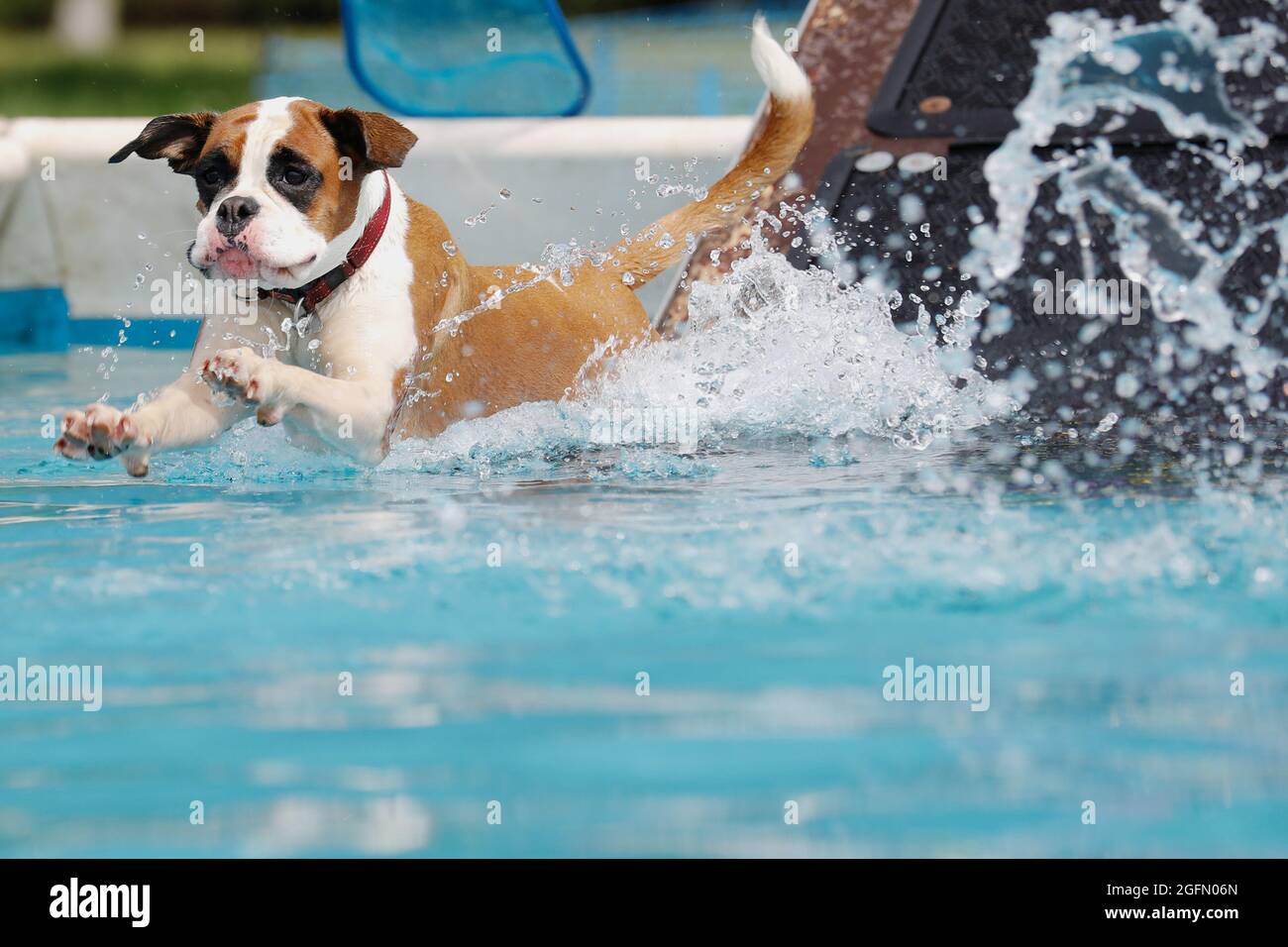 Poppy the boxer dog enjoys plyaing in the pool at the Dogstival ...