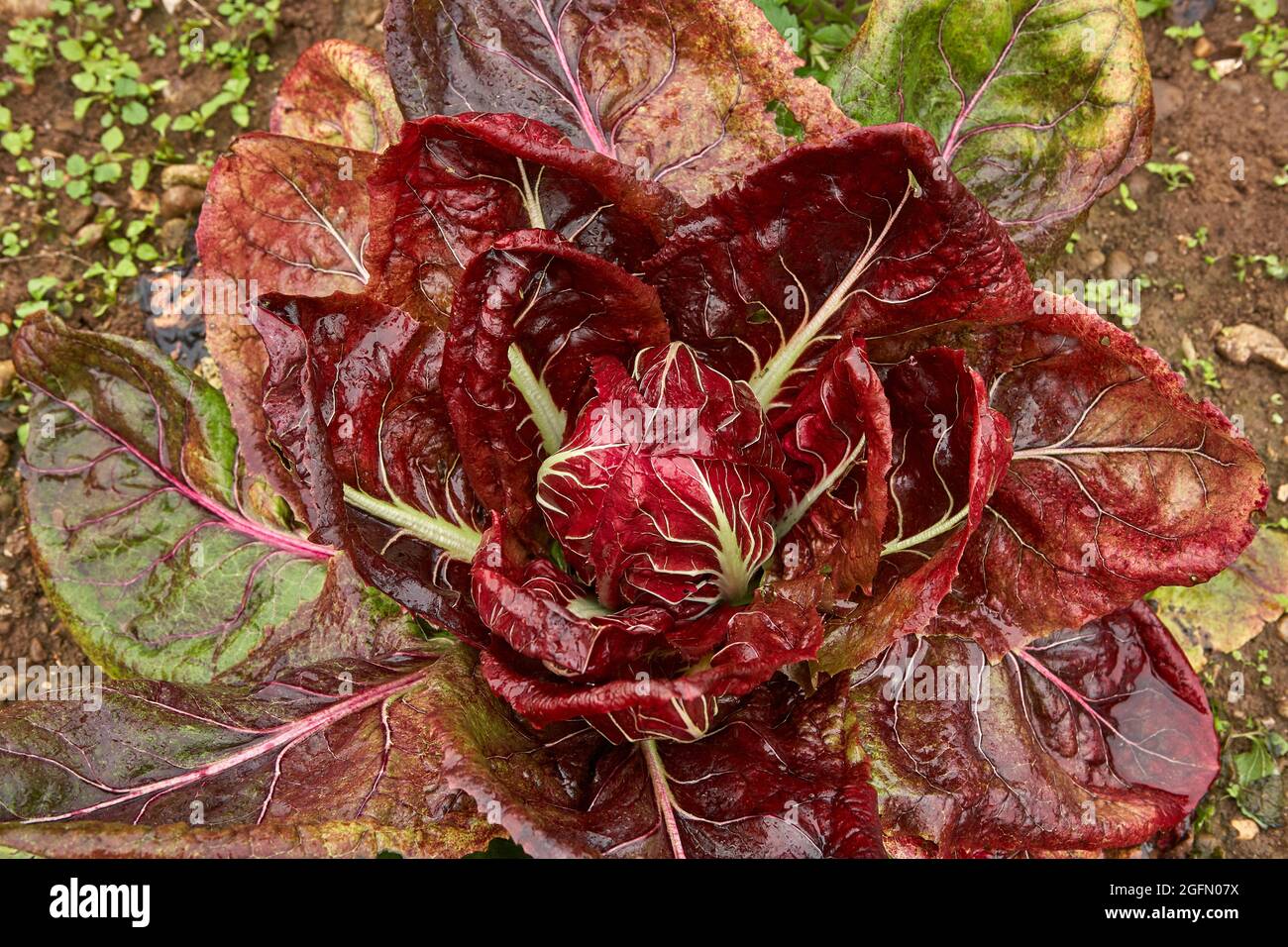 Italian red leaved vegetable known as Radicchio Stock Photo - Alamy