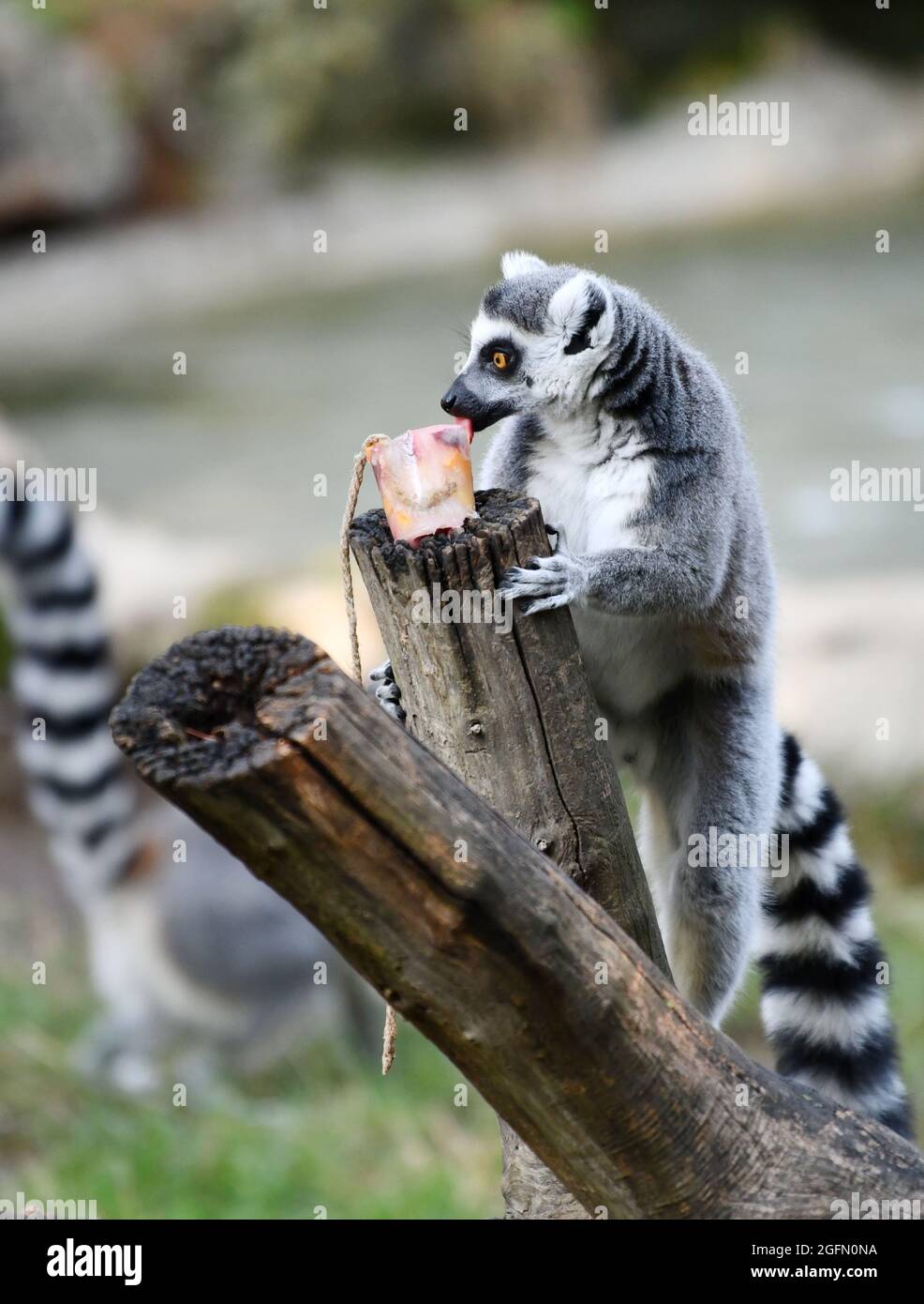 Rome, Italy. 26th Aug, 2021. A ring-tailed lemur eats frozen food to ...