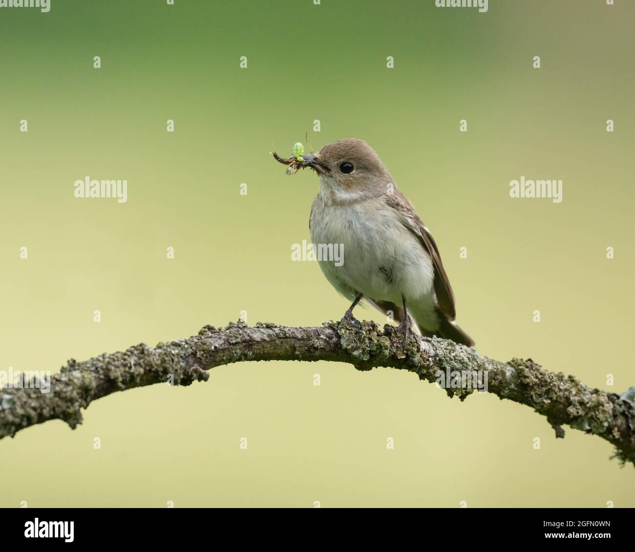 Female pied flycatcher on woodland fringe, carrying food for young ...