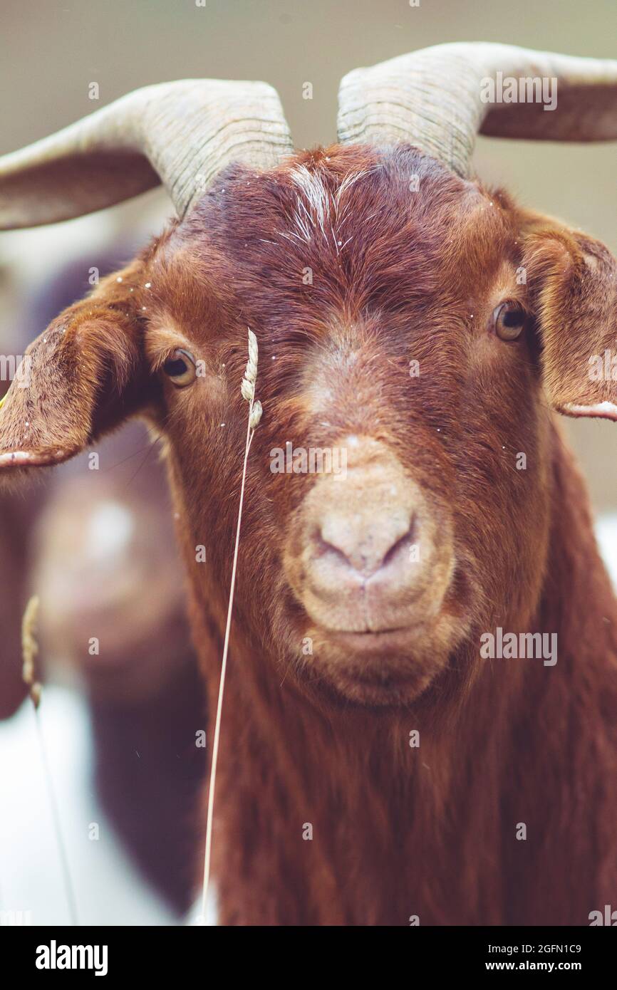 Close up of a cute face of a brown goat with horns in the forest ...