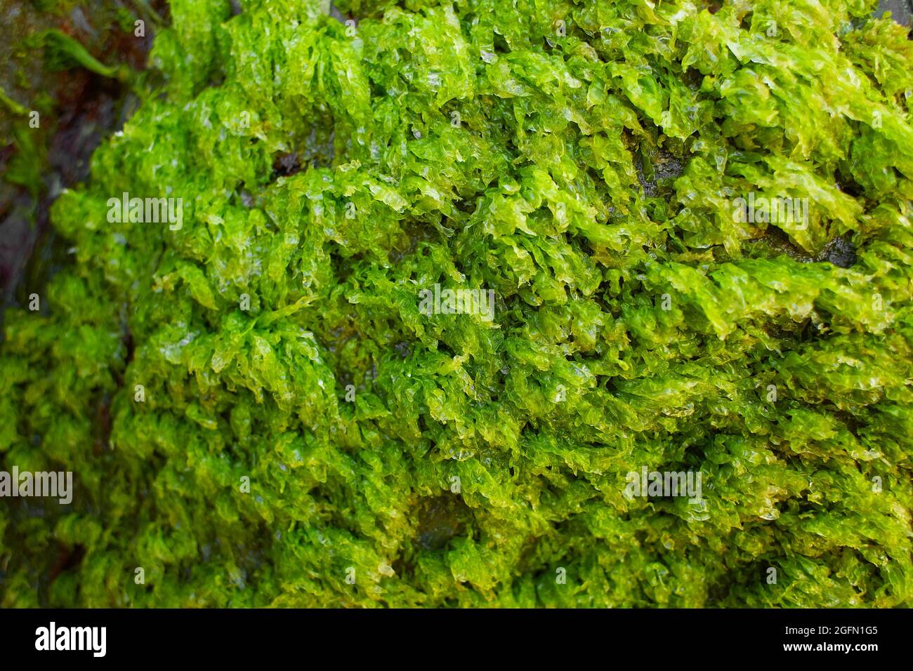 Close-up of bright green algae background. Green algae from Irish Sea ...