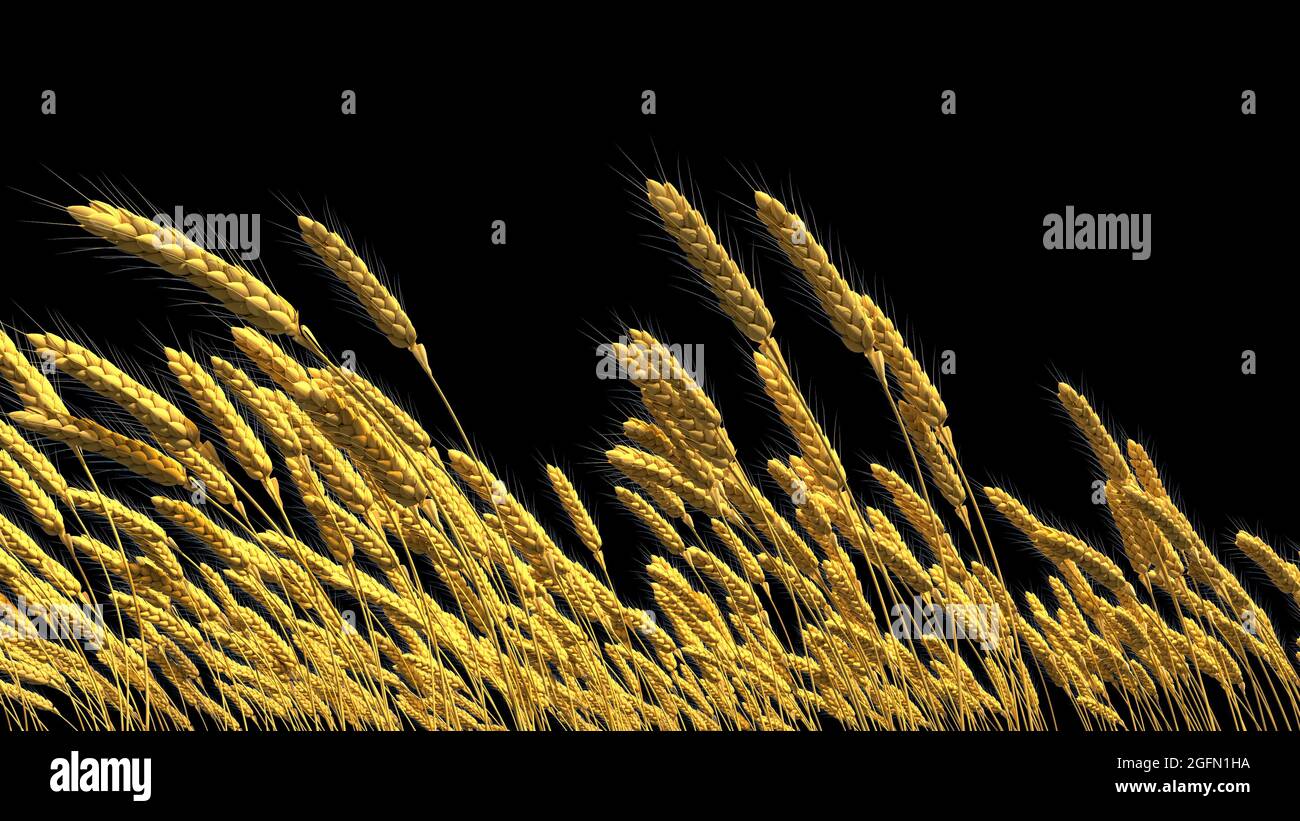 agriculture, gold wheat spikelets isolated. cg object 3D illustration ...