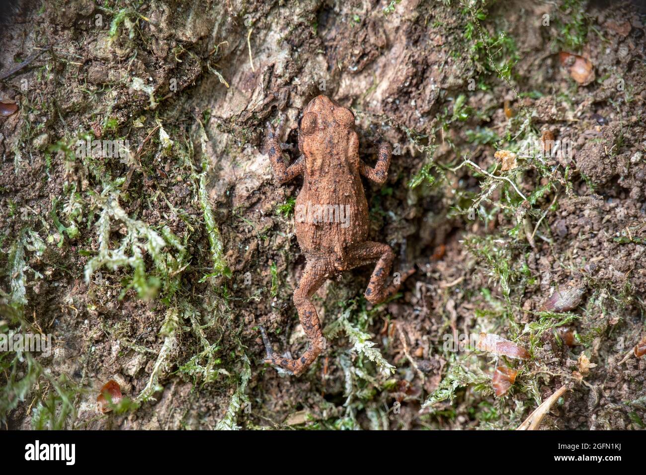 European toad tree hi-res stock photography and images - Alamy