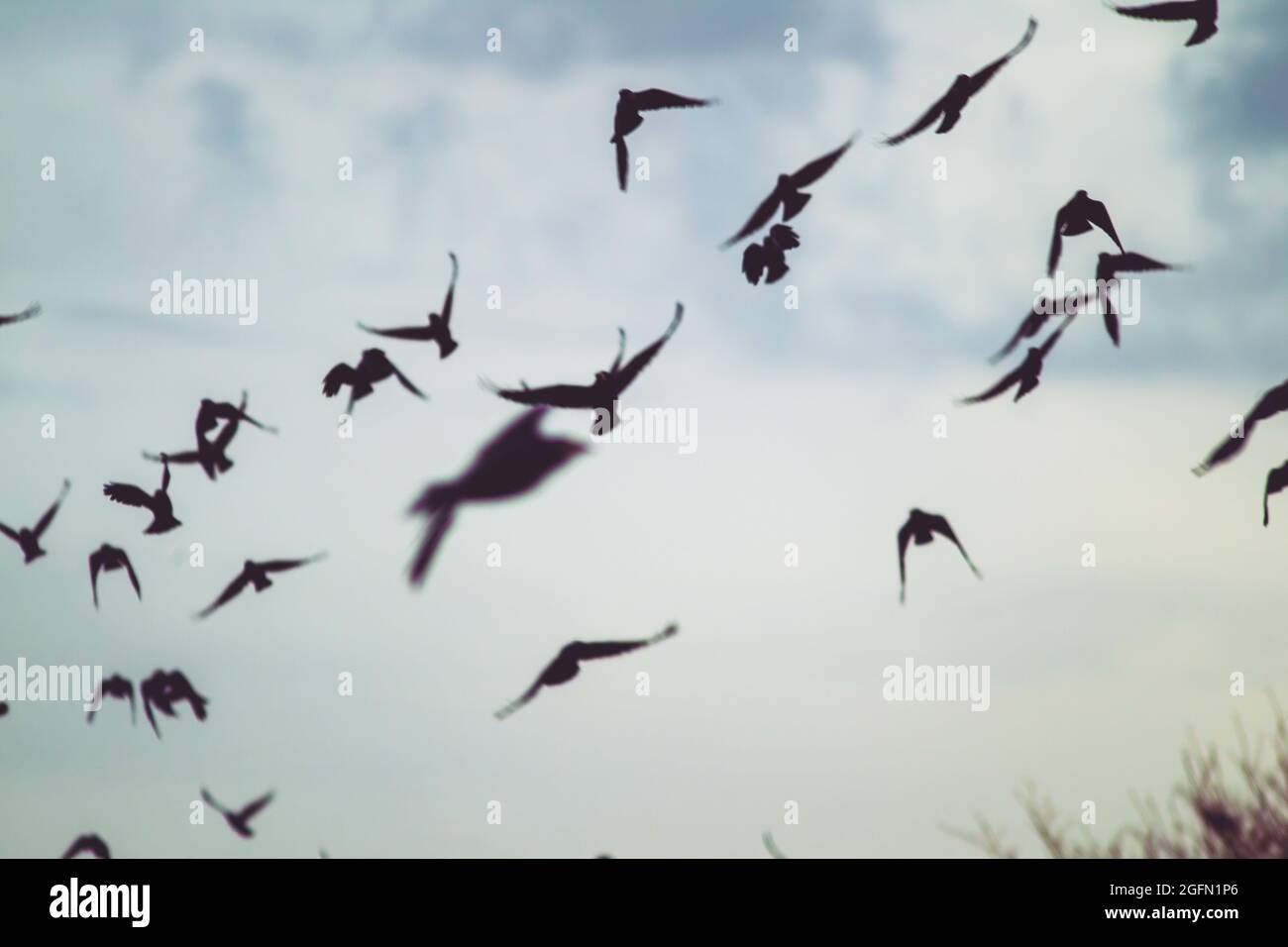 Beautiful scenery of a landscape with flight of crows flying in the sky ...