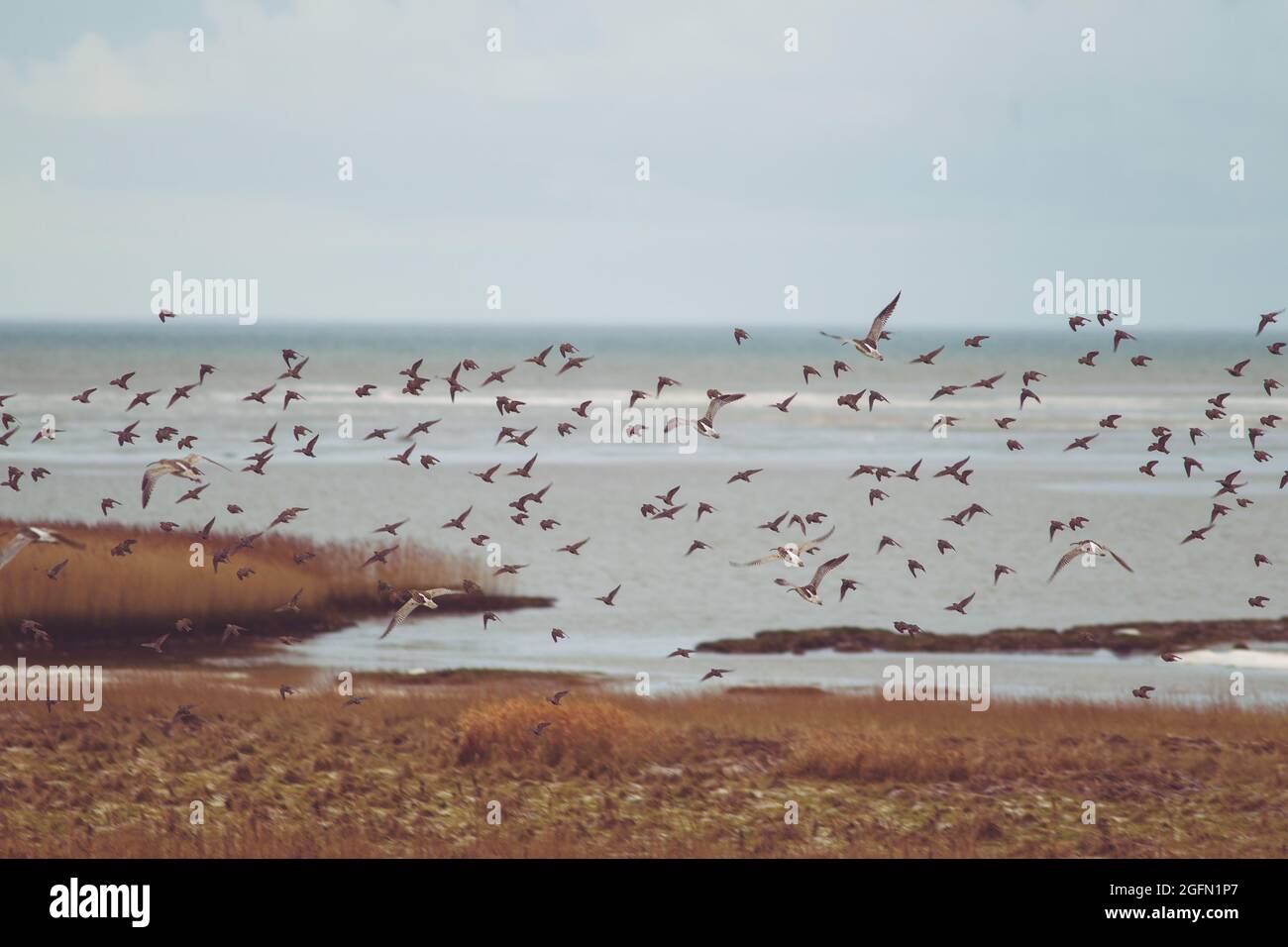 Beautiful scenery of a landscape with flight of birds over a beach in ...