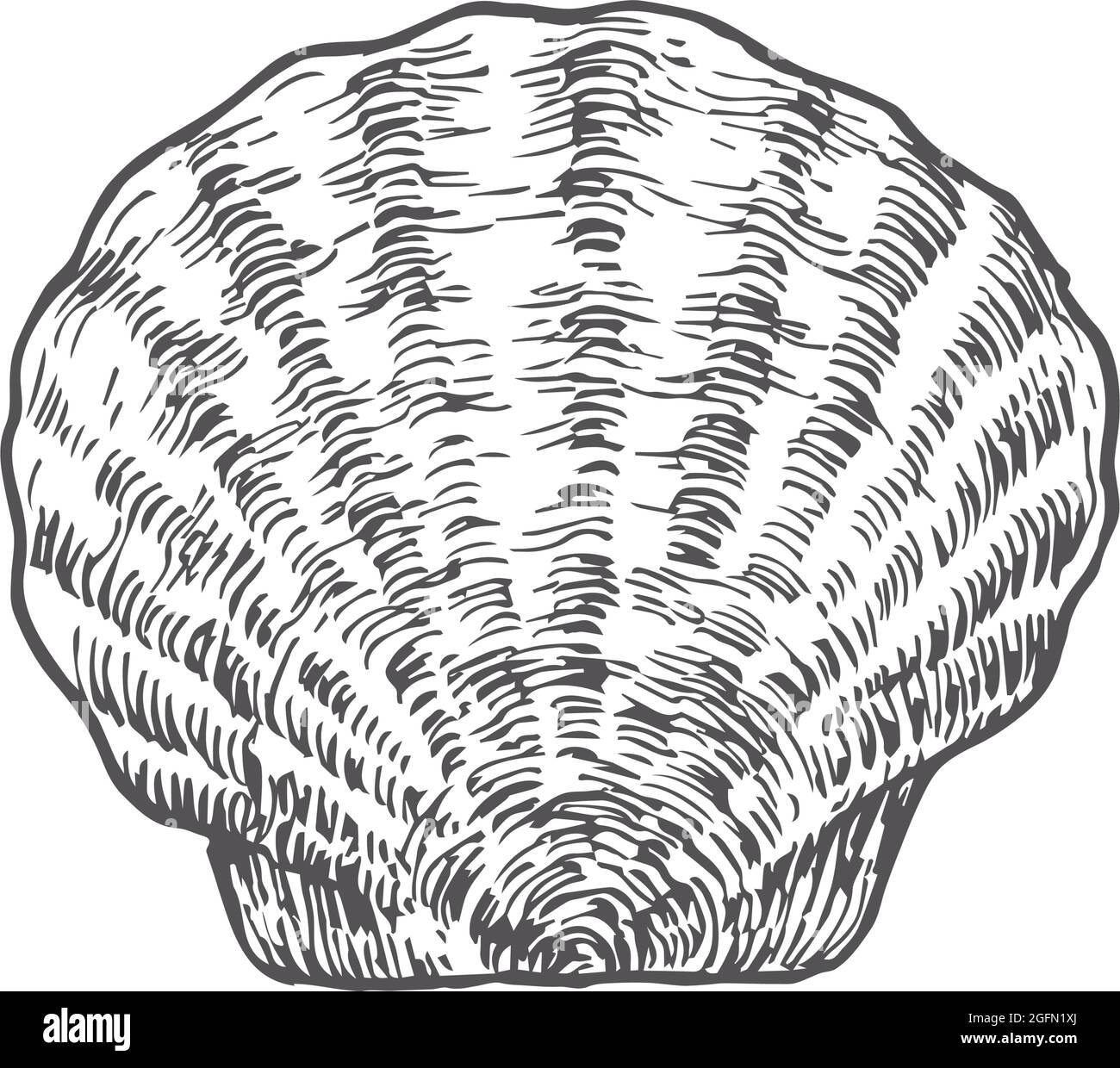 Scallop Shell Outline Clip Art