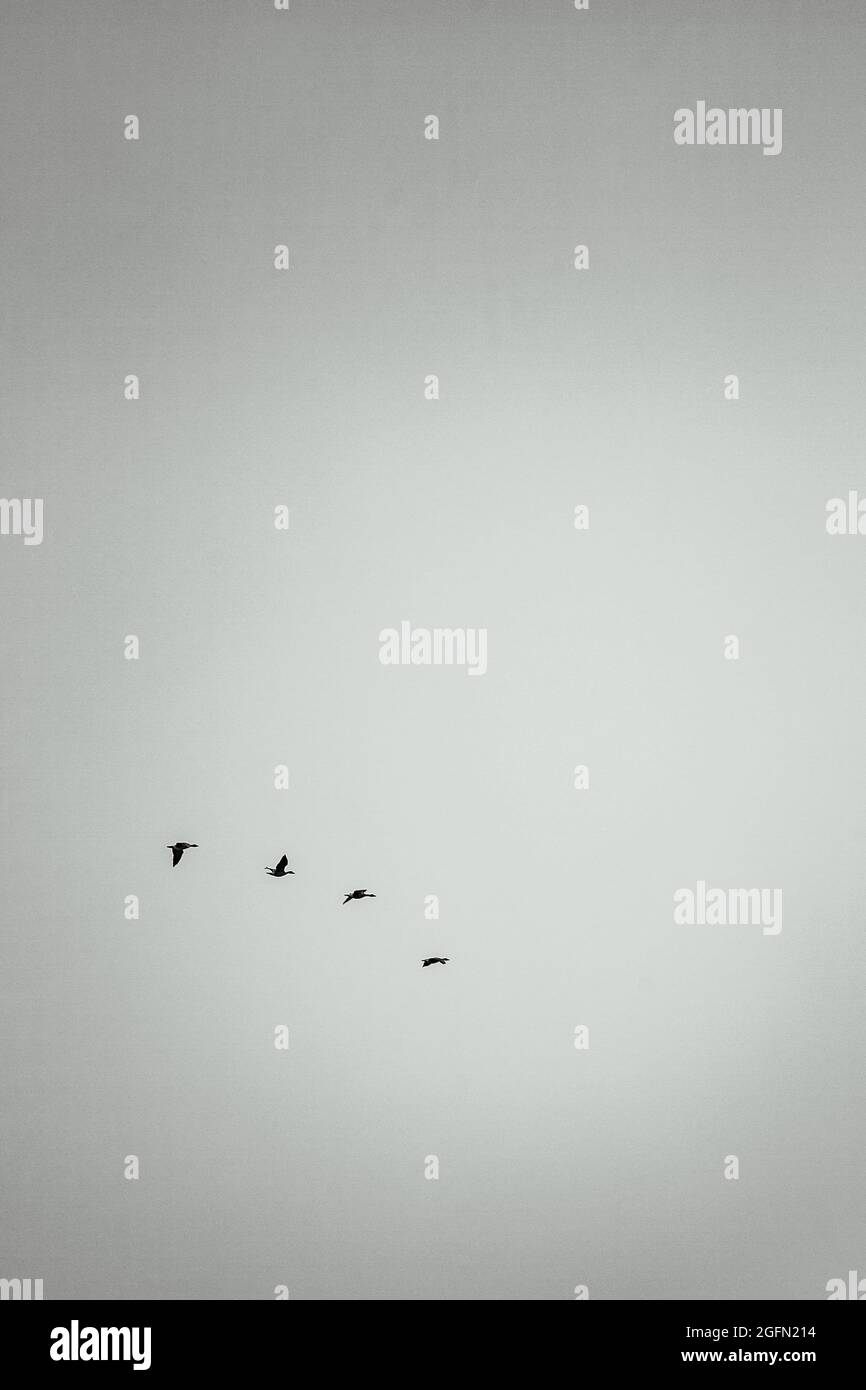 Gray scale of A vertical shot of a flight of birds flying Stock Photo ...
