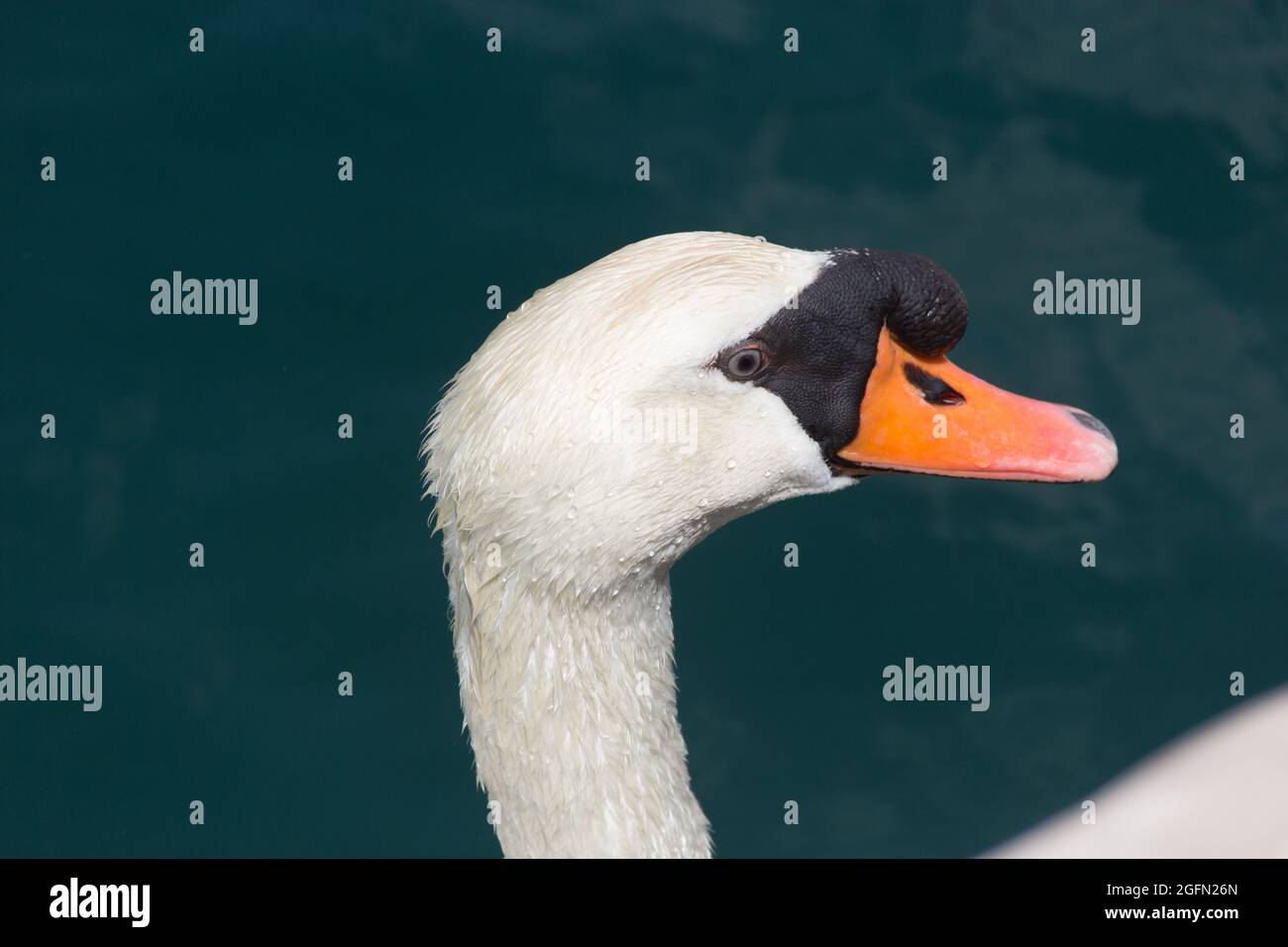 Close up of a head of a cute Mute Swan with green water in background ...