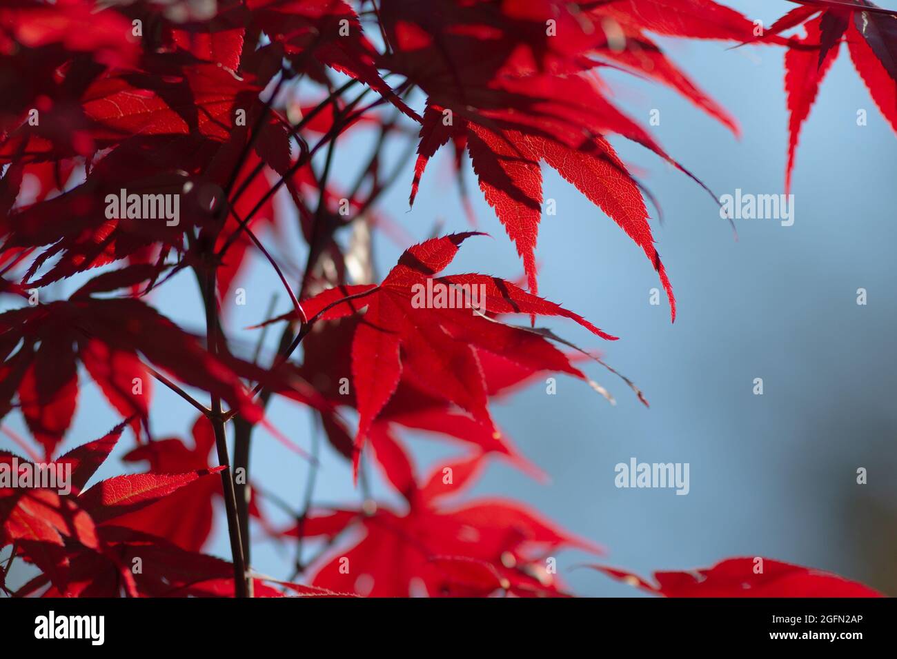 Closeup shot of branches of a beautiful Japanese maple tree on a ...