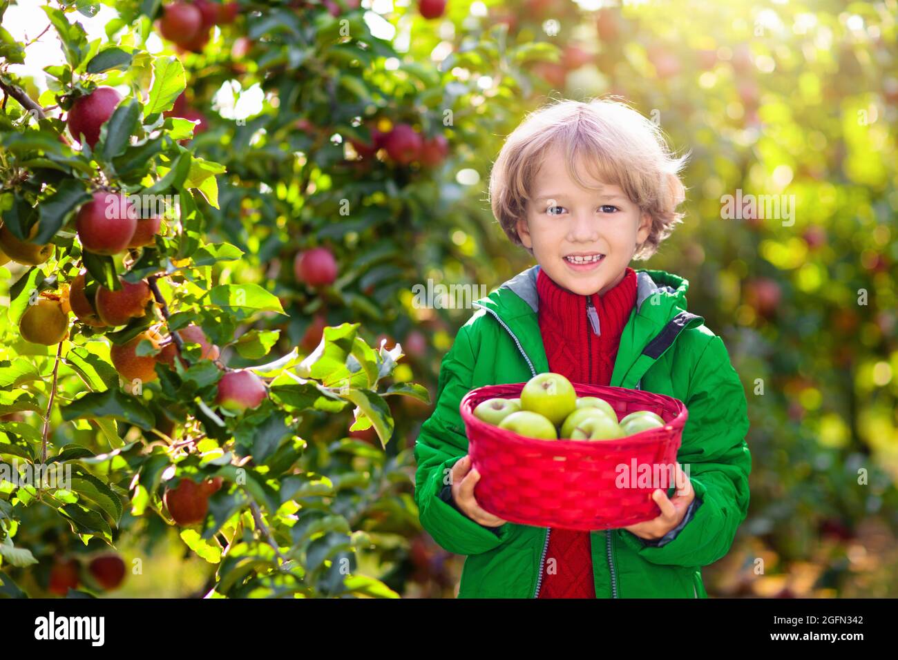 Child picking apples on farm. Apple orchard fun for children. Kids pick ...
