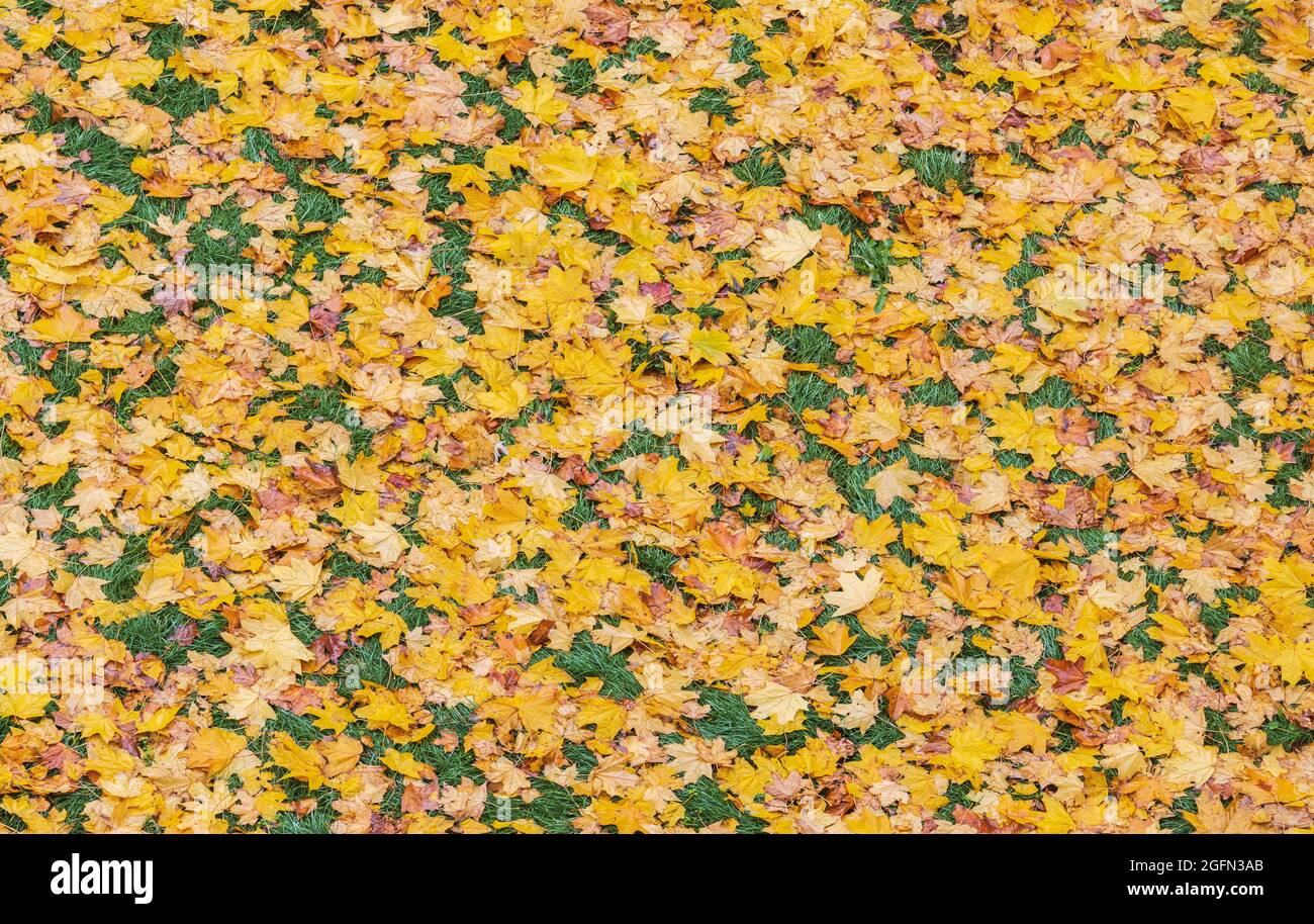 Orange carpet texture hi-res stock photography and images - Alamy