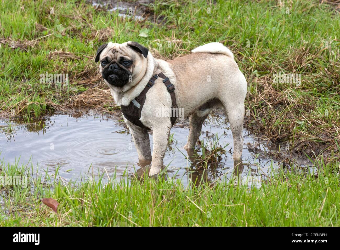 A cute, little pug is standing in a puddle of rain Stock Photo - Alamy