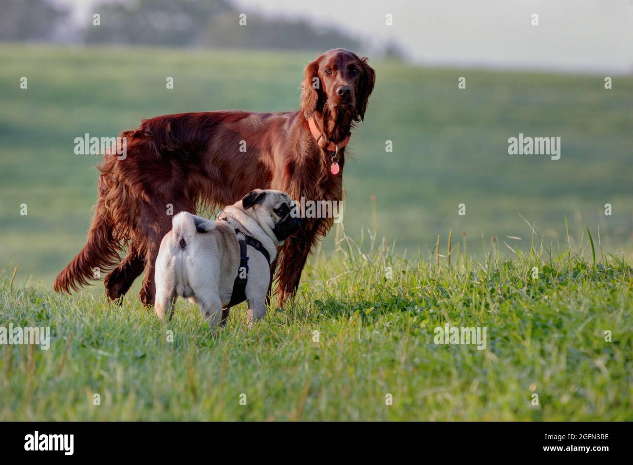 A cute little pug and a beautiful Irish setter stand in the light of ...