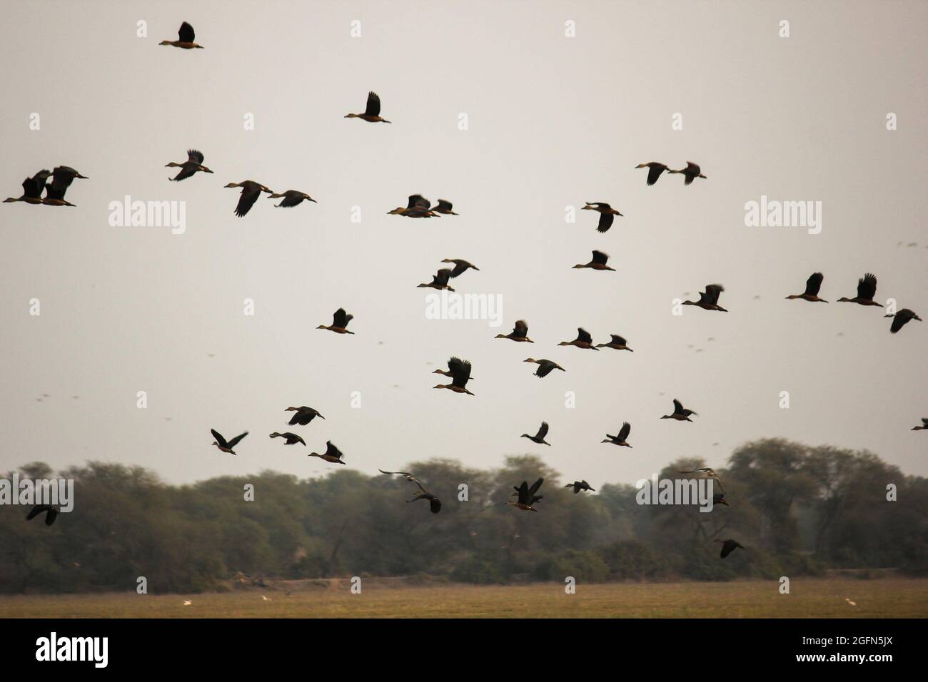 Silhouette of a flock of birds flying over the Keoladeo National Park ...