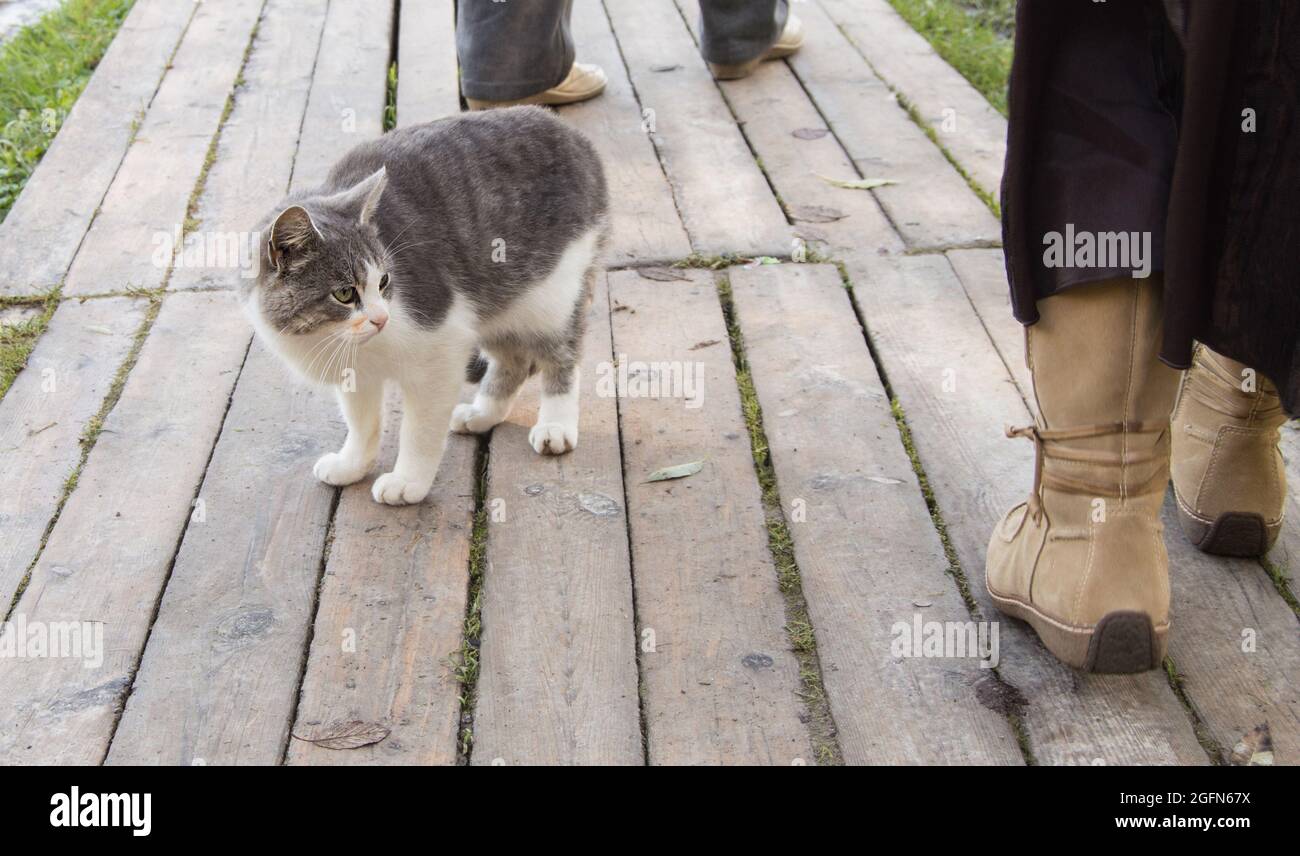 A cute gray stray cat looks at the feet of a passerby on the street. A ...