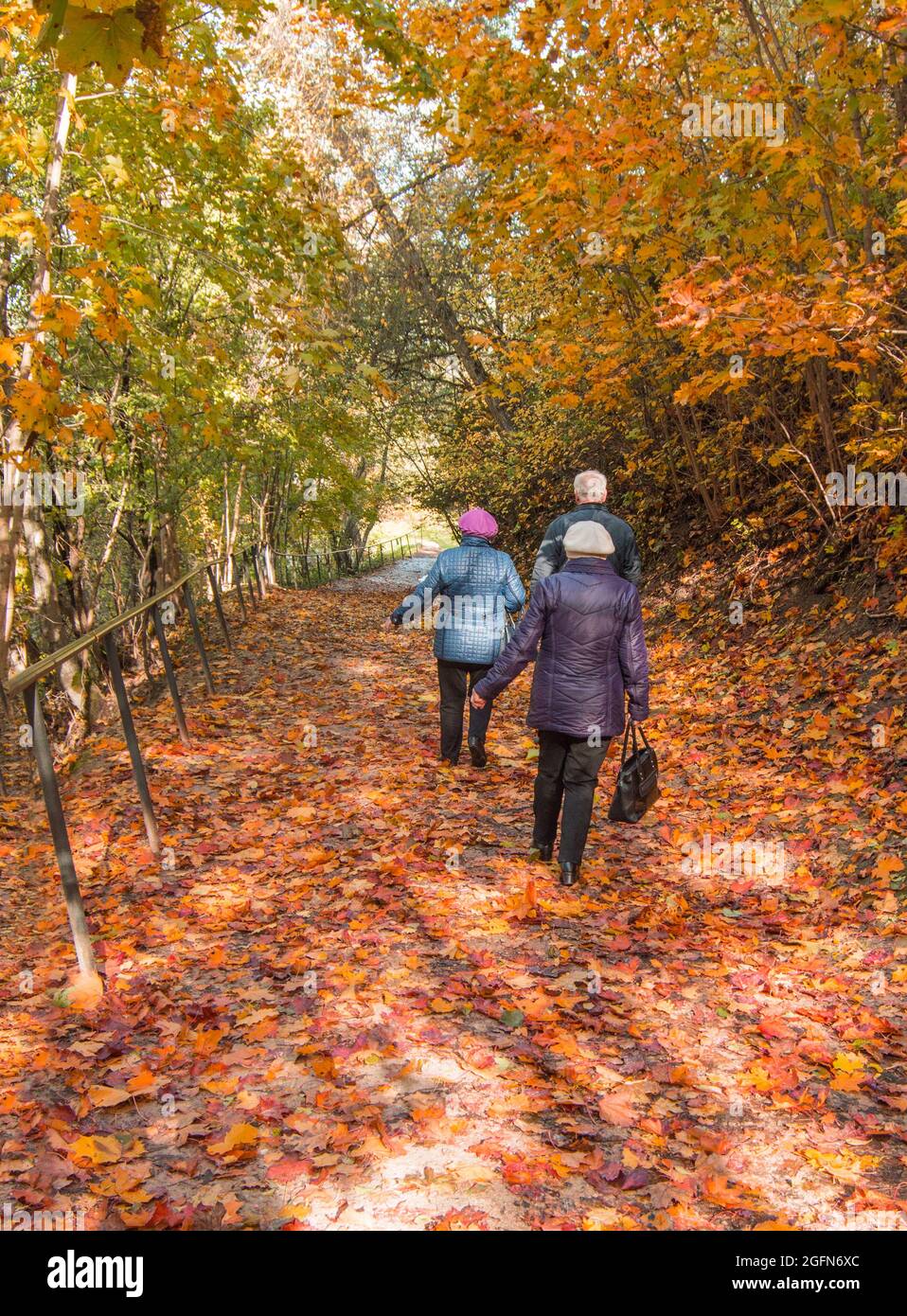 Vertical autumn background with fallen maple leaves. Three elderly ...