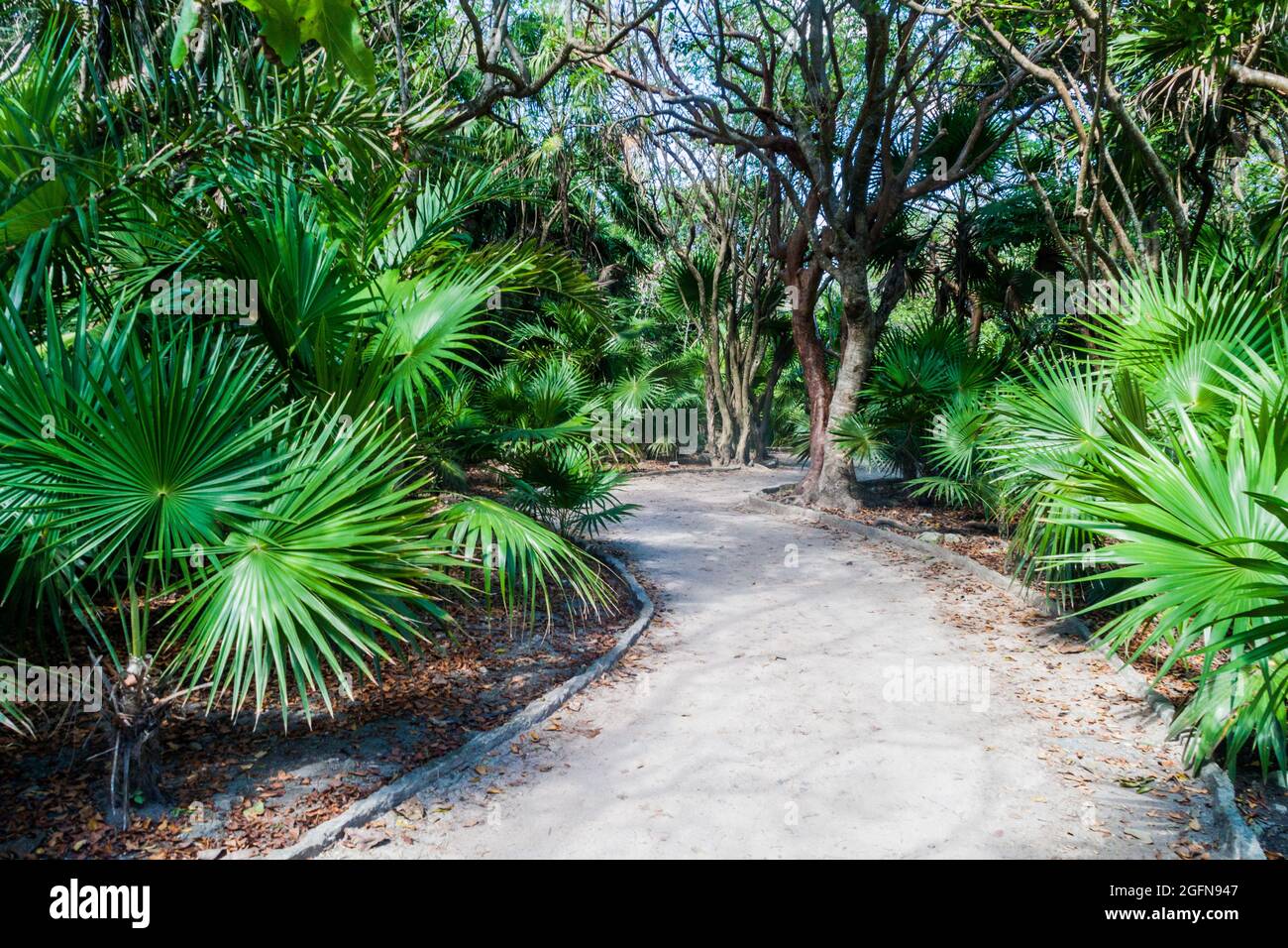Trail through the ruins of the ancient Maya city Tulum, Mexico Stock ...