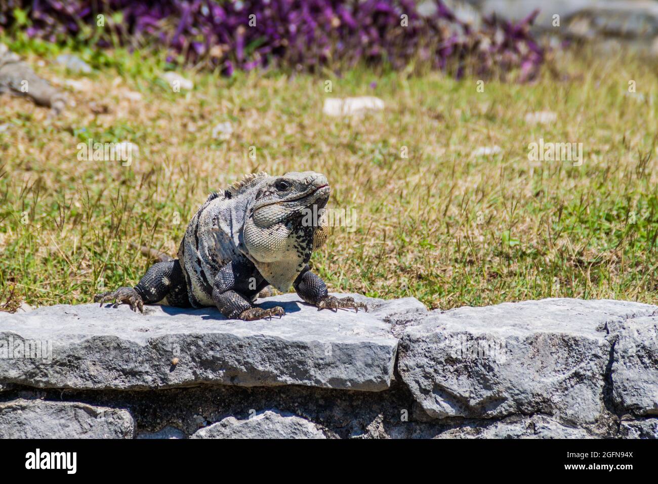 Black Iguana at the ruins of the ancient Maya city Tulum, Mexico Stock ...
