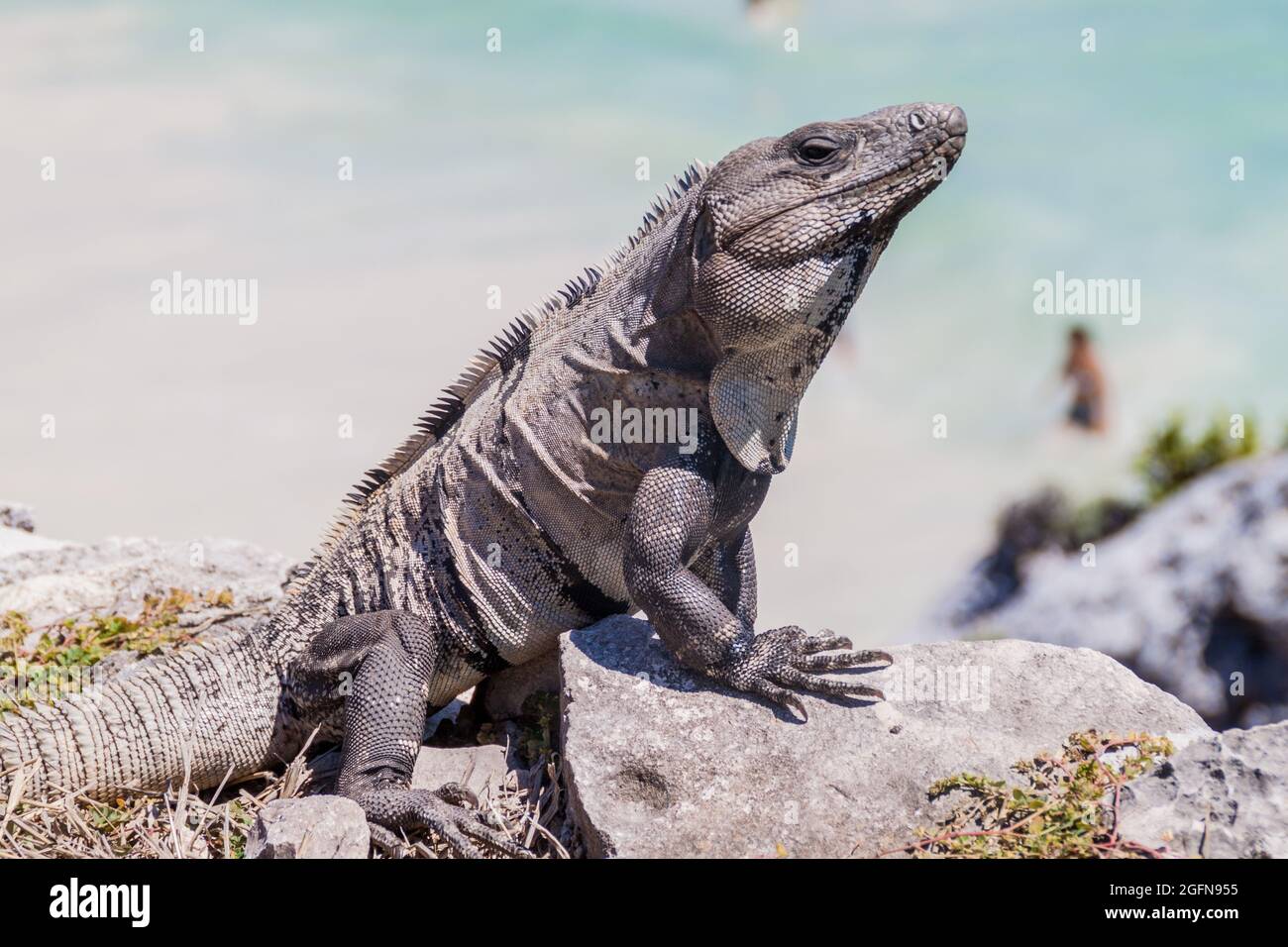 Black Iguana at the ruins of the ancient Maya city Tulum, Mexico ...