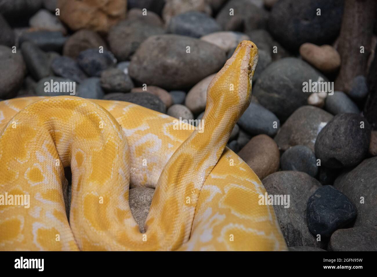 Burmese python mouth hi-res stock photography and images - Alamy