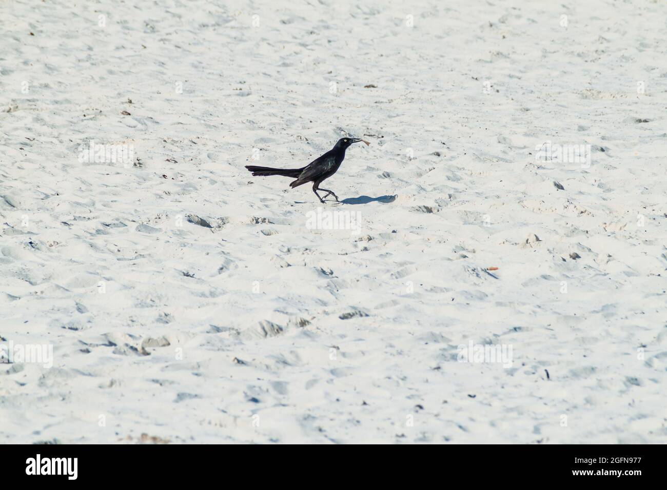 Mexican grackles hi-res stock photography and images - Alamy